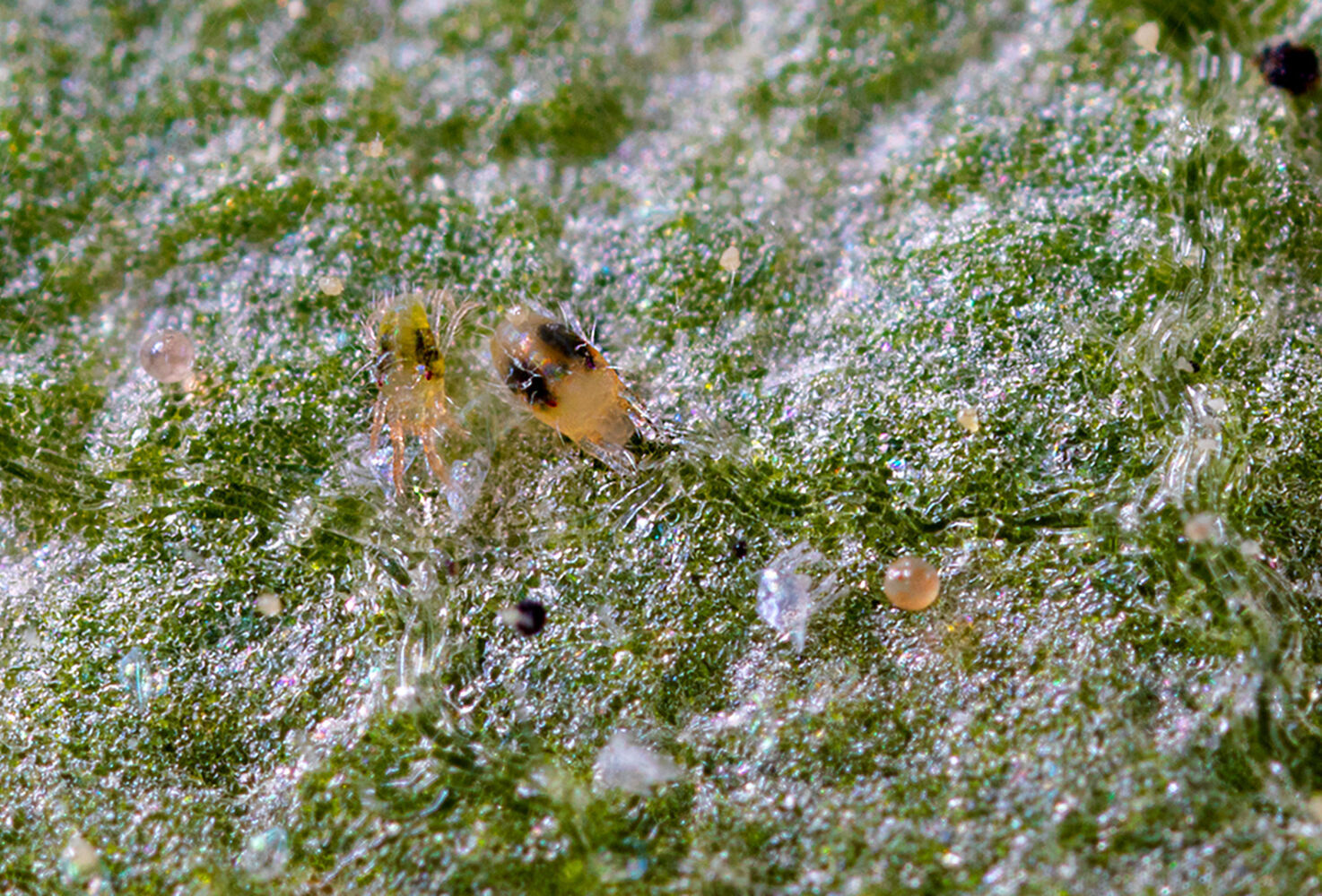 The various stages of the spider mite | Koppert US