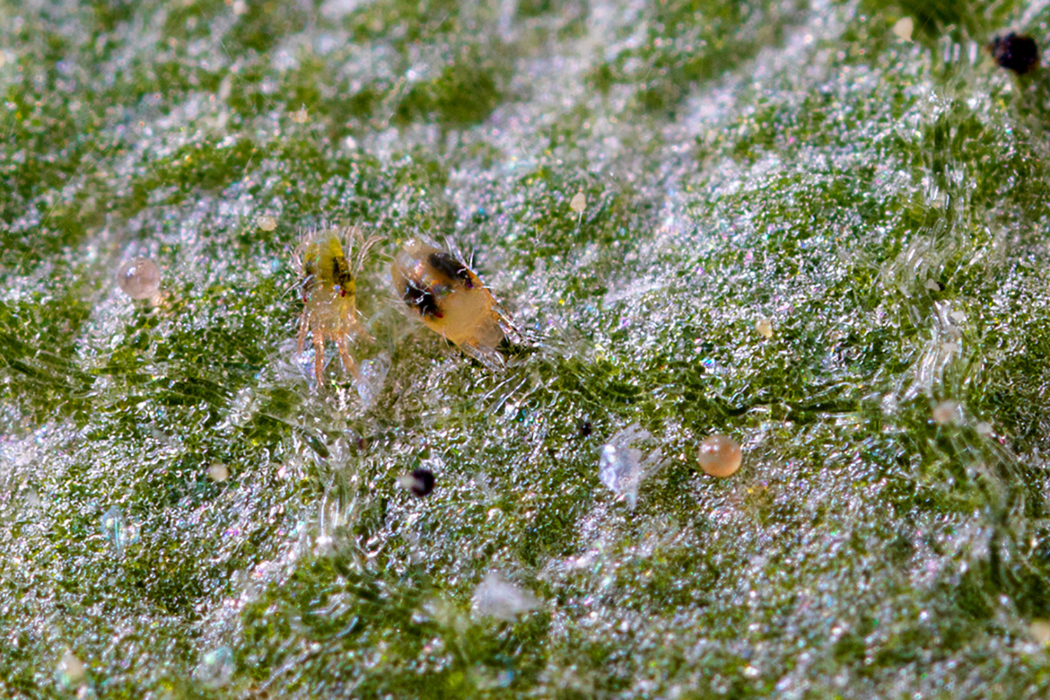 Mite Under Microscope