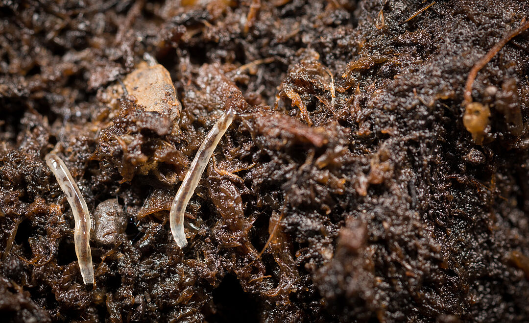 Soil Dwelling Nematodes Bugs For Growers: Twelve Important Facts About