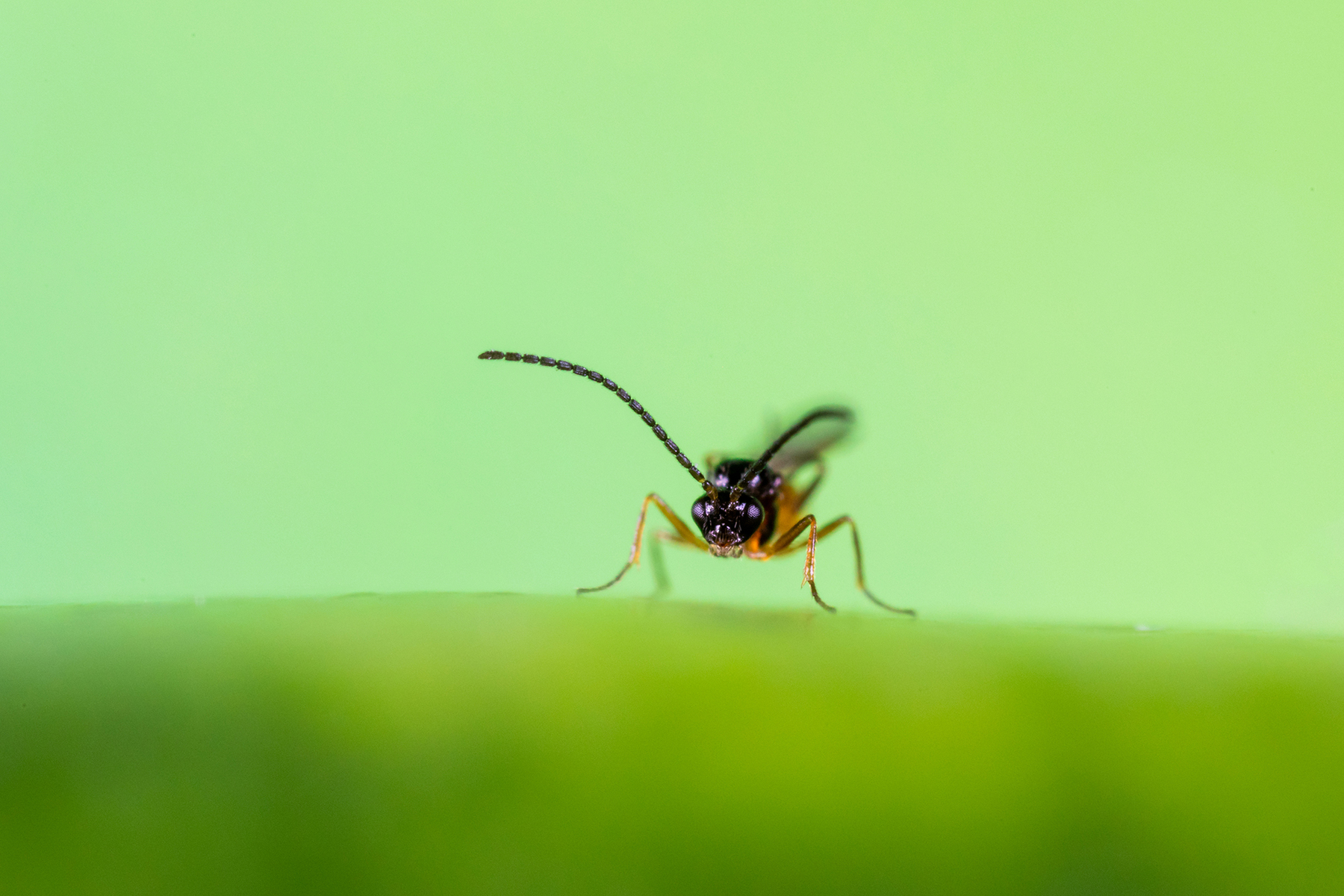 Parasitic Wasps for Pest Control