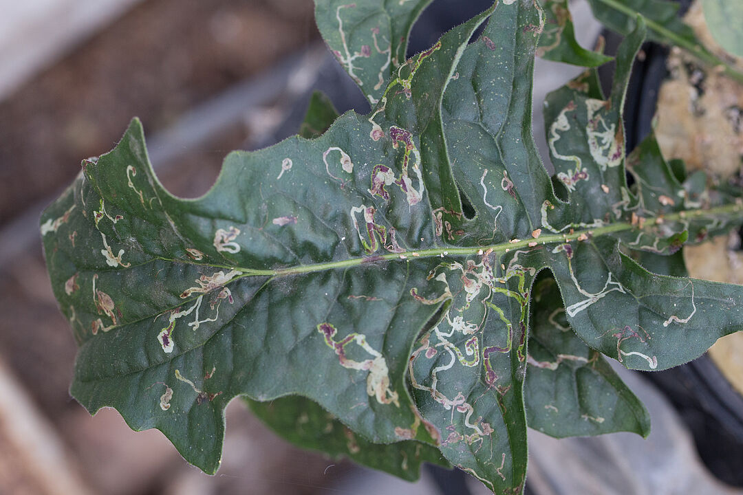 leaf miner control uk