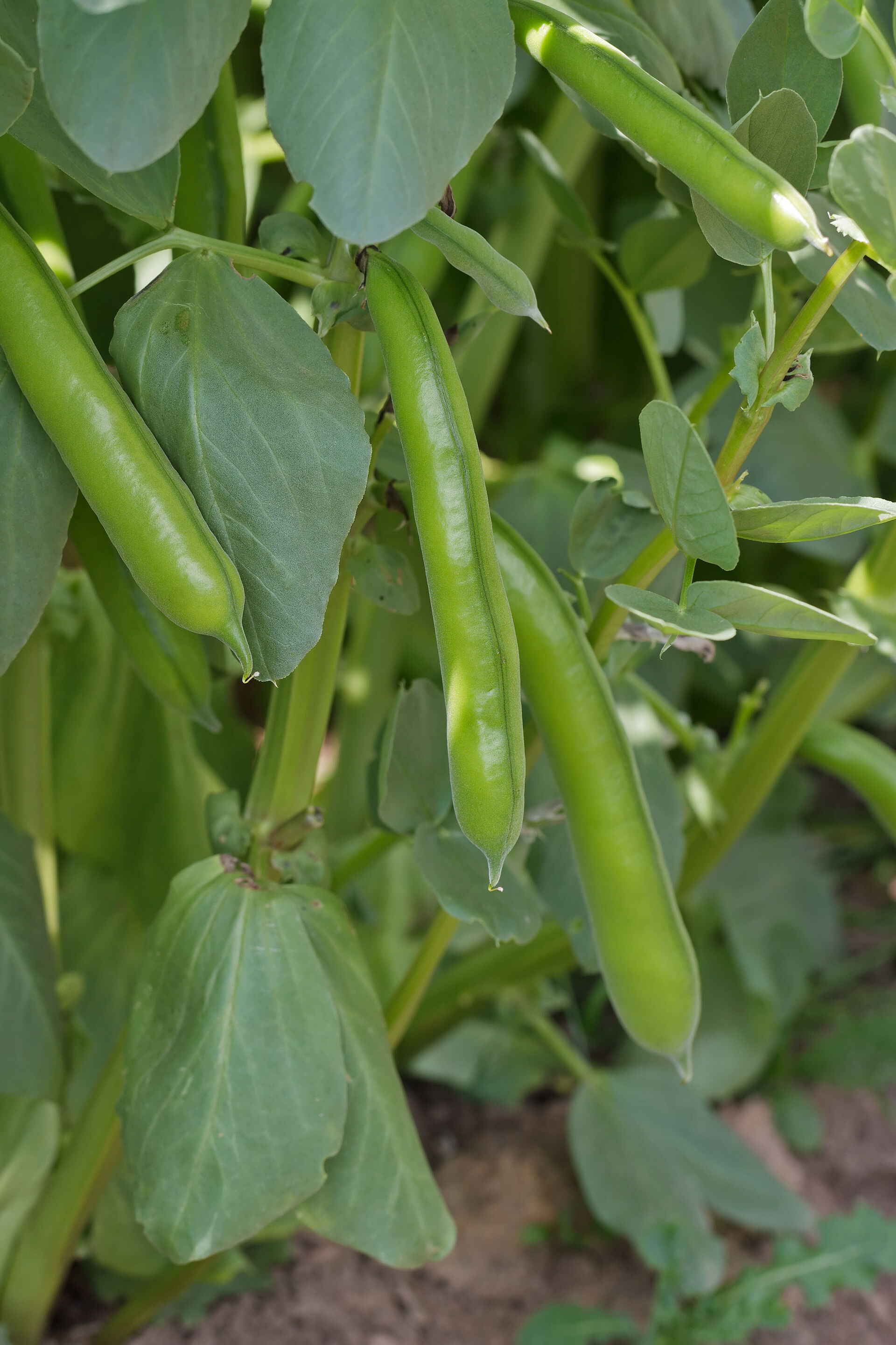 Faba bean | Koppert US