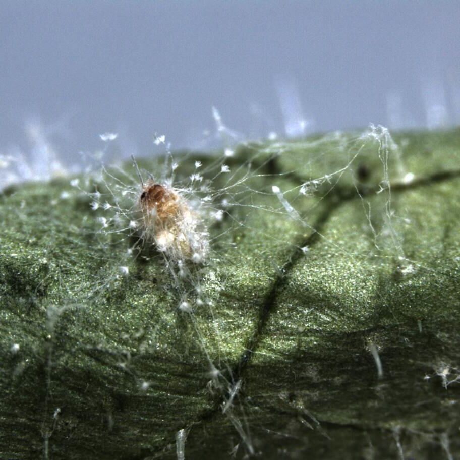 Isarid | Koppert Products