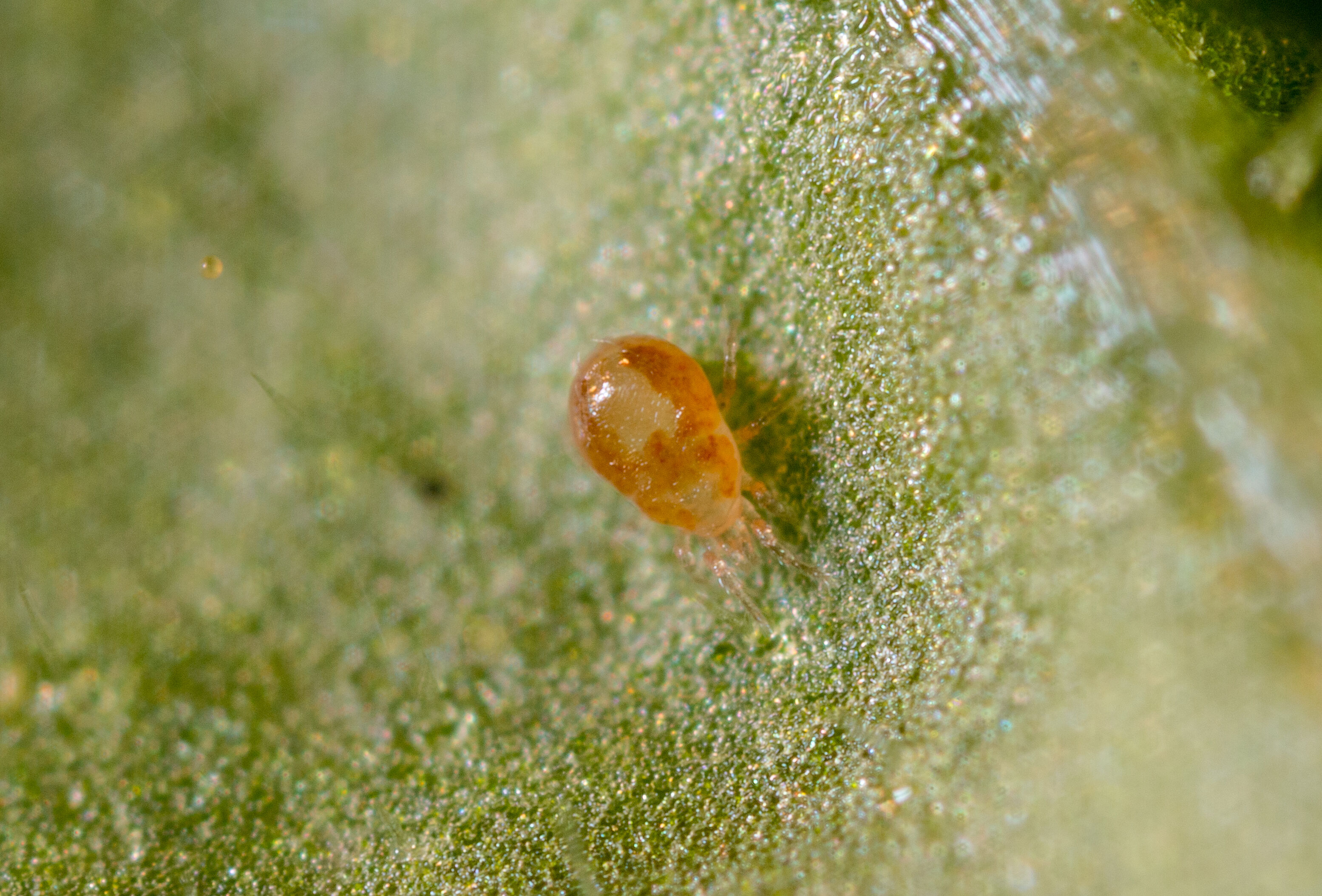 Neoseiulus californicus - Predatory Mite for Spider Mite Control
