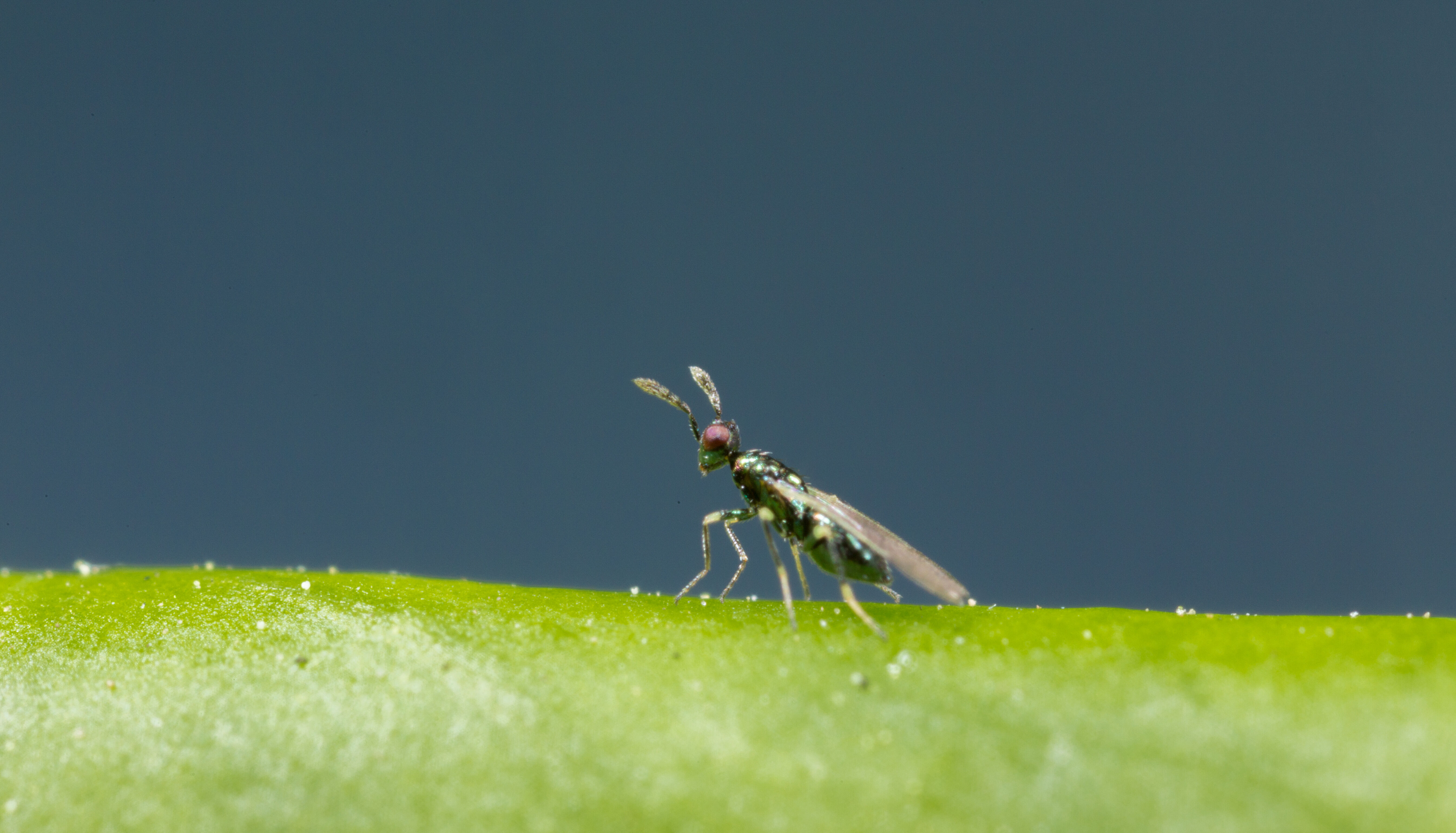 Miglyphus | Leaf Miner Control | Parasitic Wasps (Diglyphus isaea)