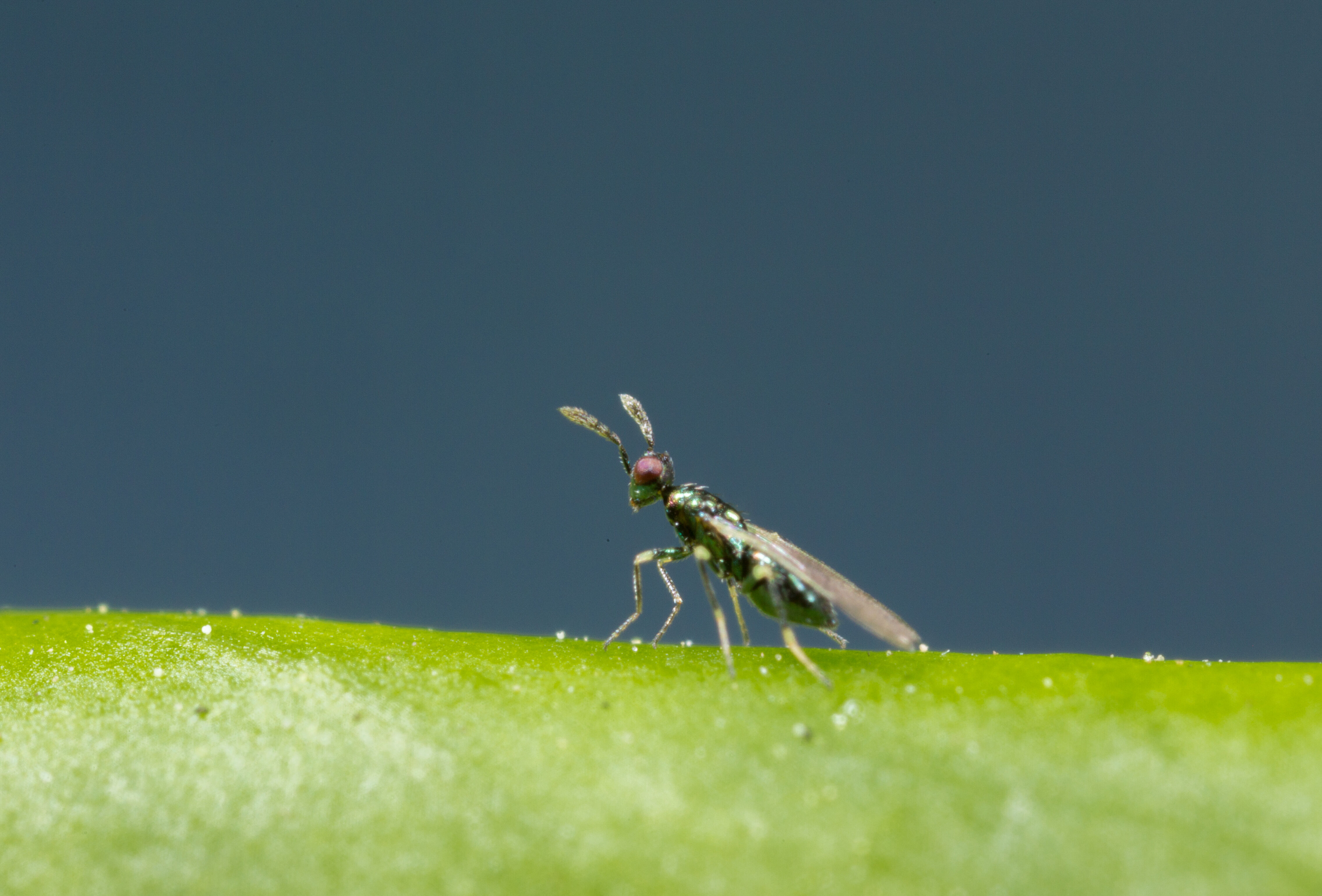 Diglyphus isaea (Parasitic Wasp): Biological Control of Leaf Miners