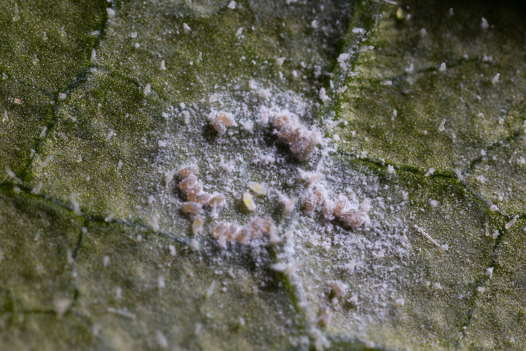 A step-by-step guide to whitefly control | Koppert US