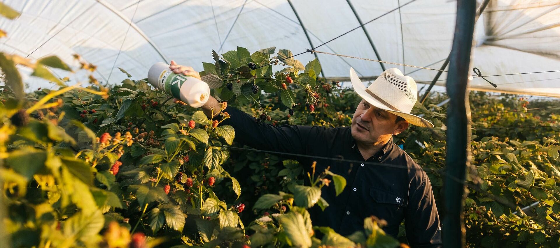 About Koppert - 50+ years of Crop Protection and Pollination