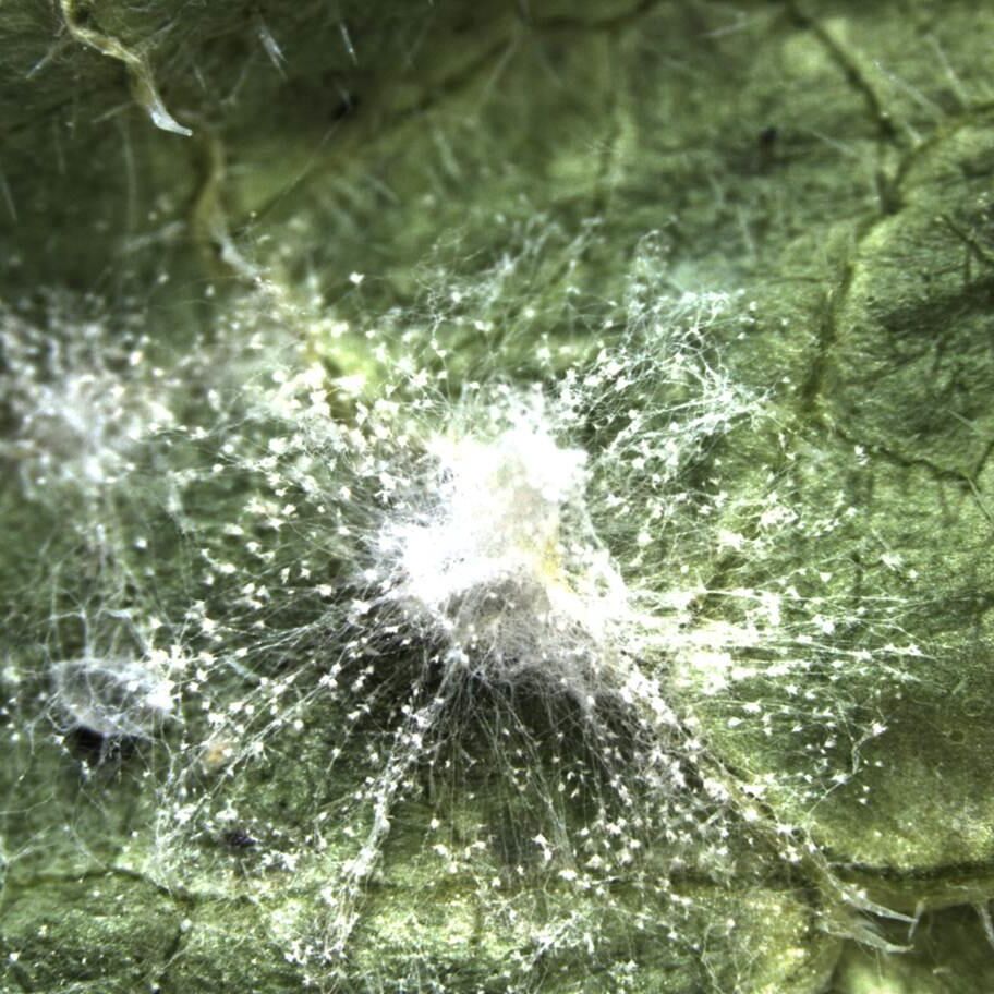 Isarid | Koppert Products