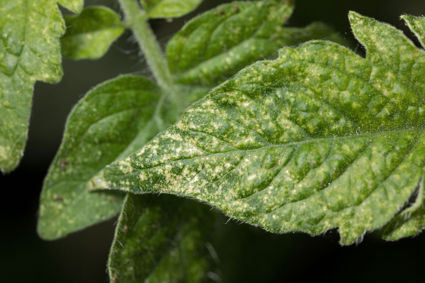 Effective spider mite control with predatory mites | Koppert US