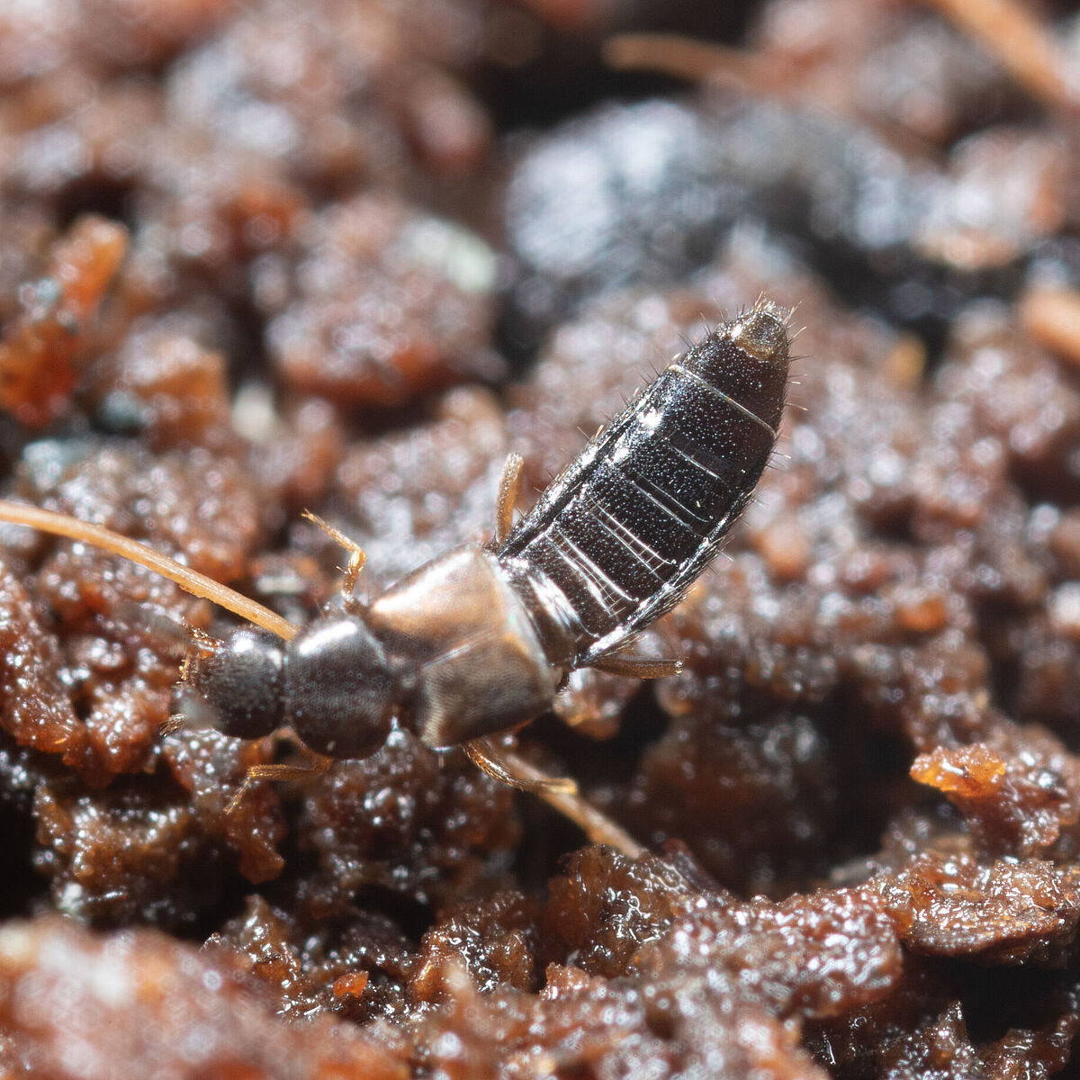 Atheta | Control Fungus Gnats, Shore Flies and Thrips (Dalotia coriaria)