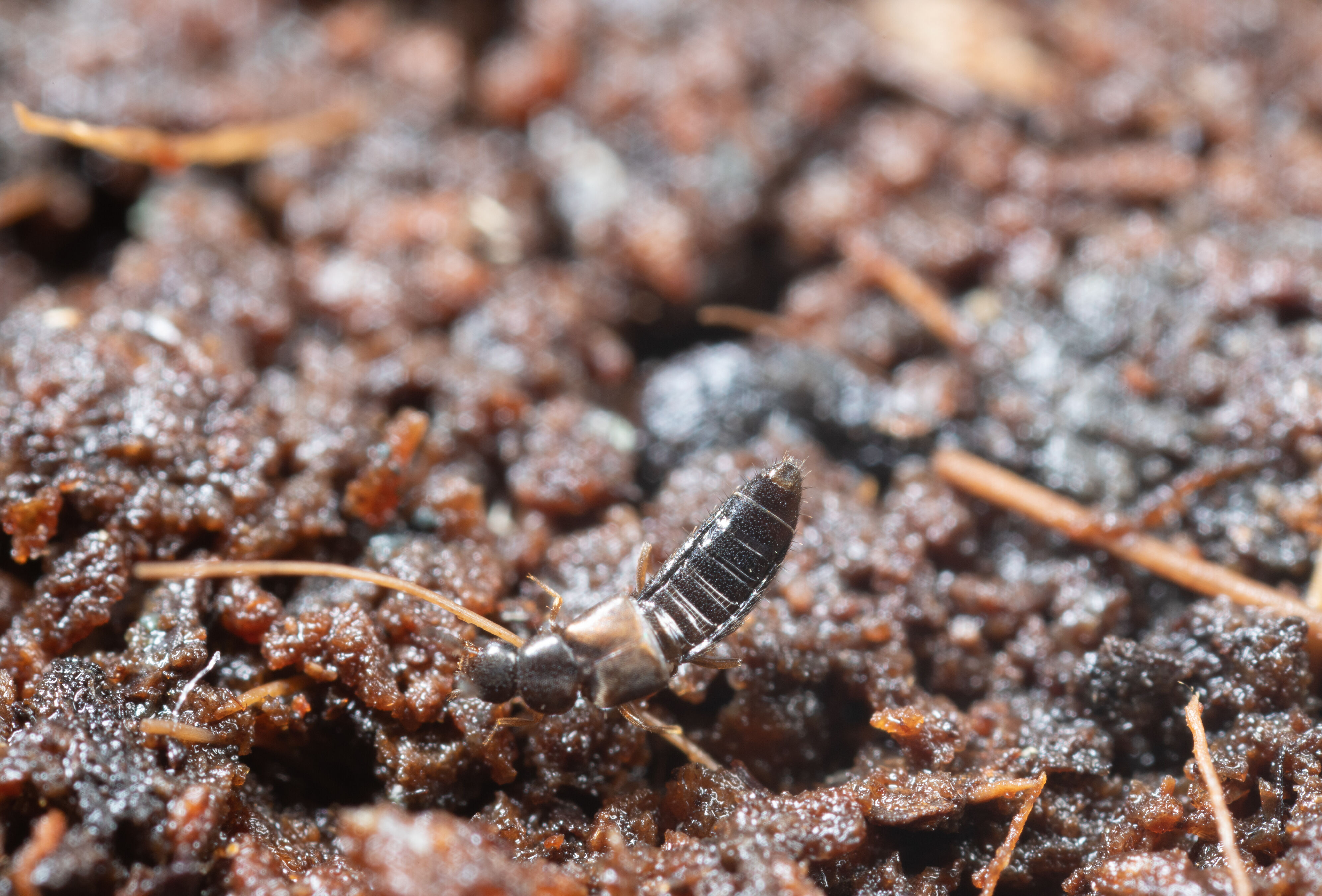 Atheta | Control Fungus Gnats, Shore Flies and Thrips (Dalotia coriaria)