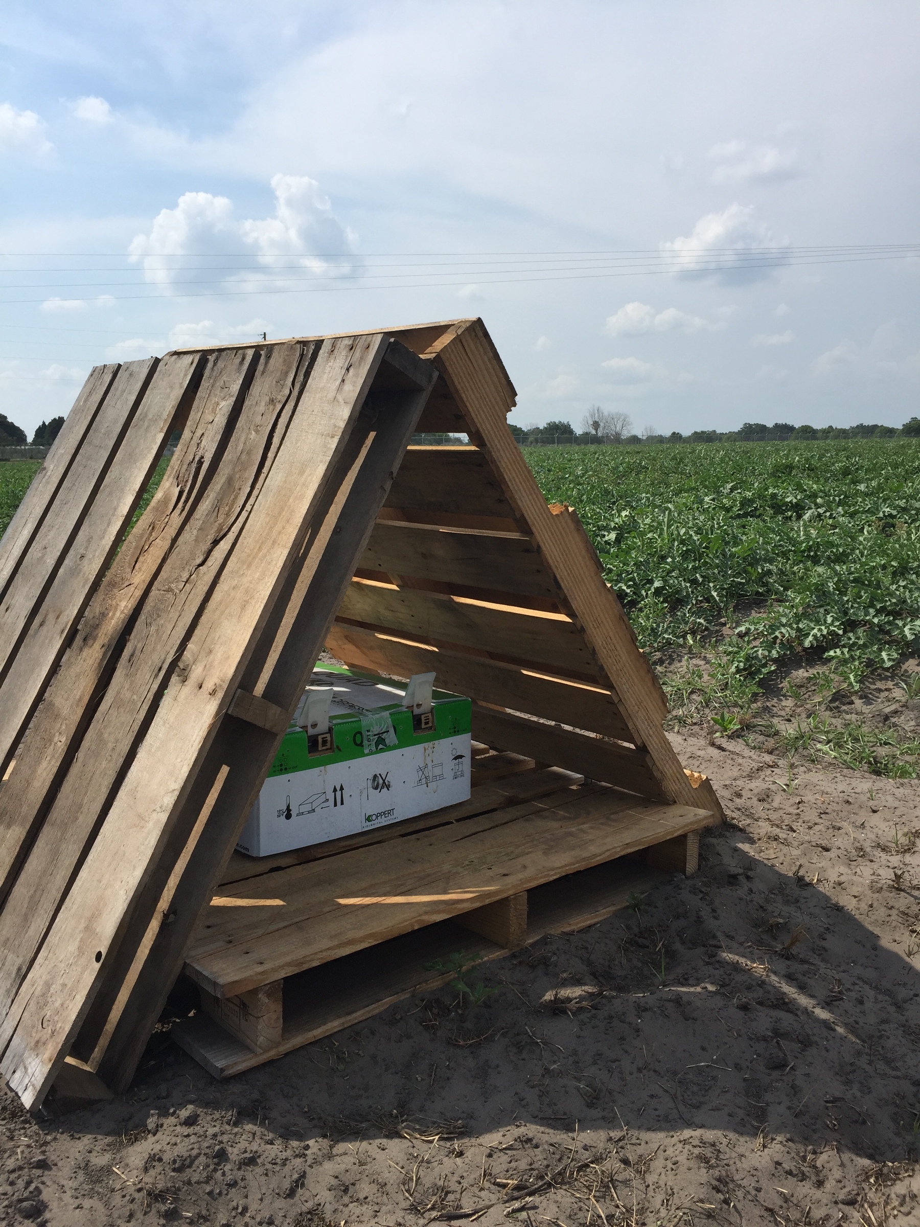 WARNING: Bumblebees – Keep them Cool this Summer! | Koppert US