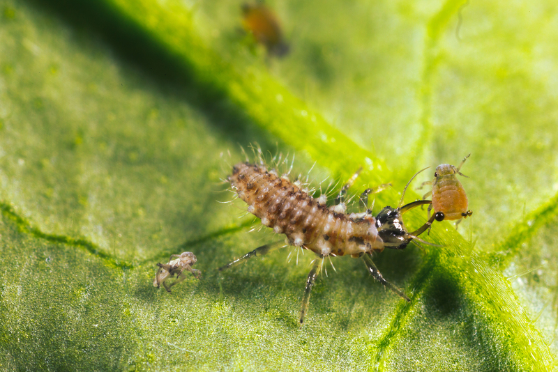 Chrysoperla carnea - Green lacewing for pest control