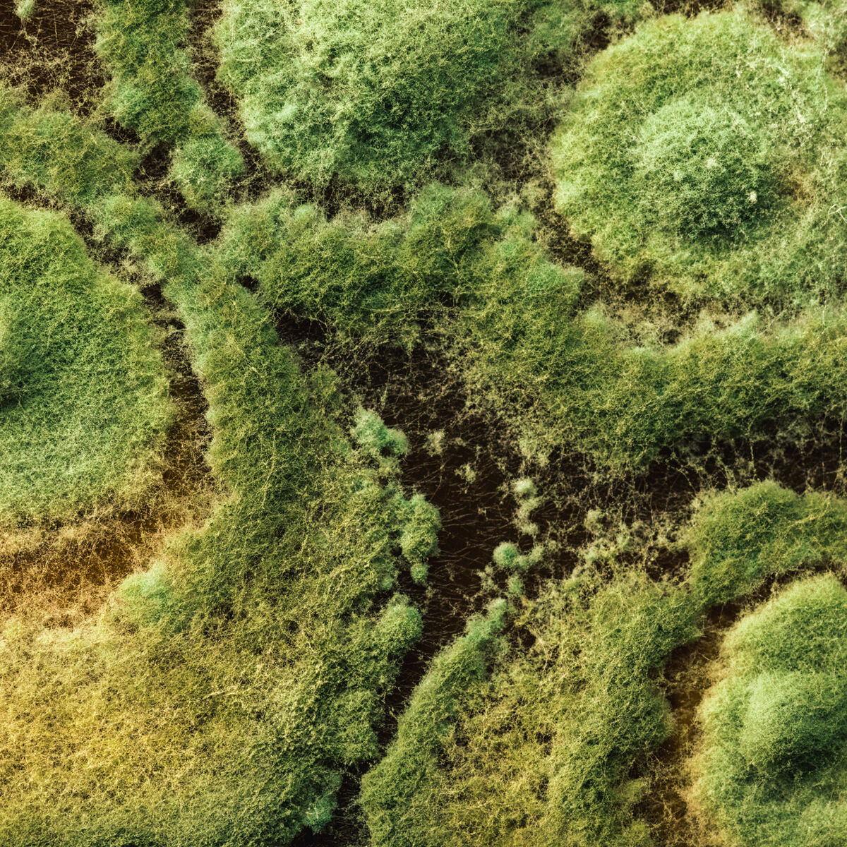 Trianum-P | Prevent and Control Soil Borne Diseases | Trichoderma ...