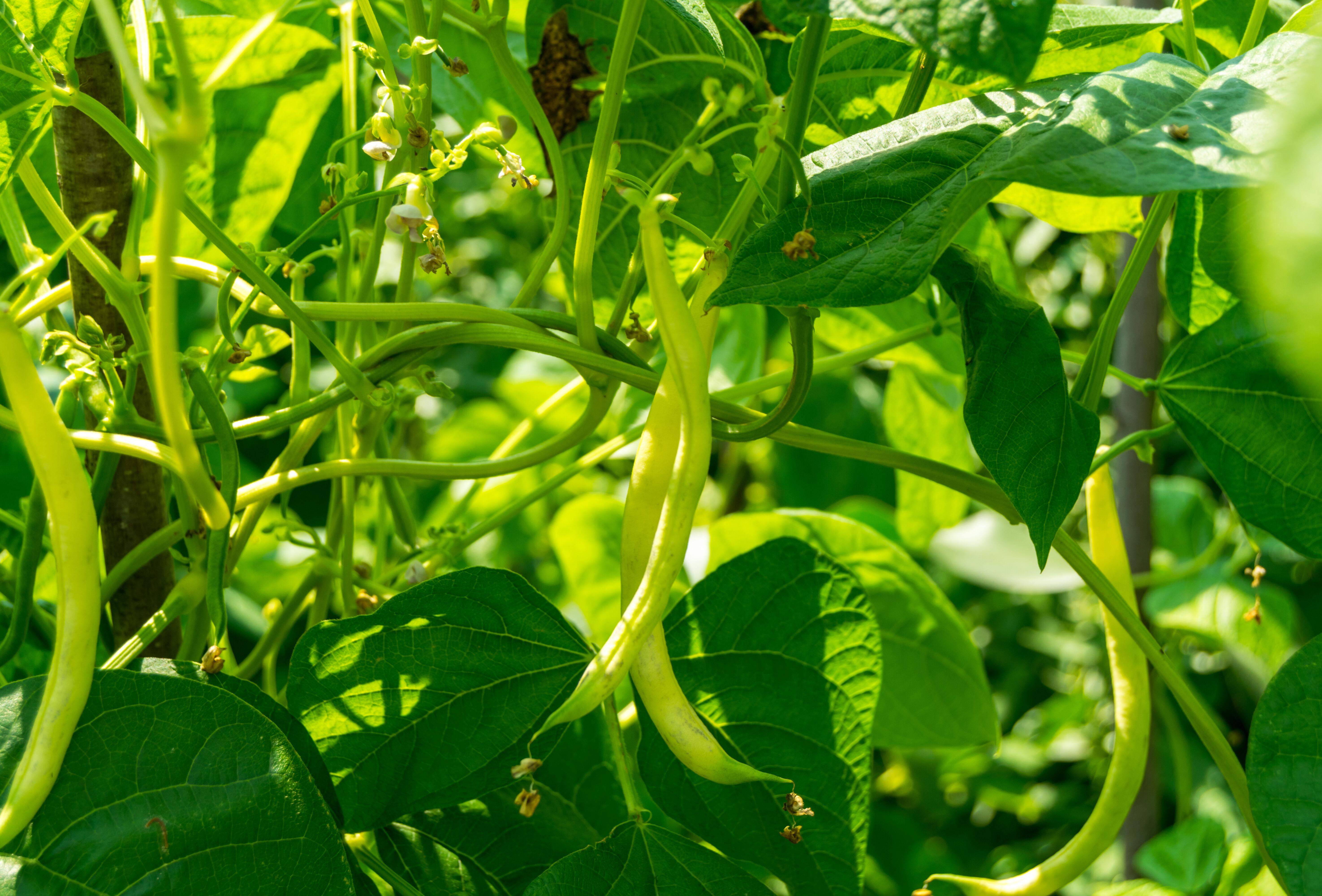 Common bean | Koppert US