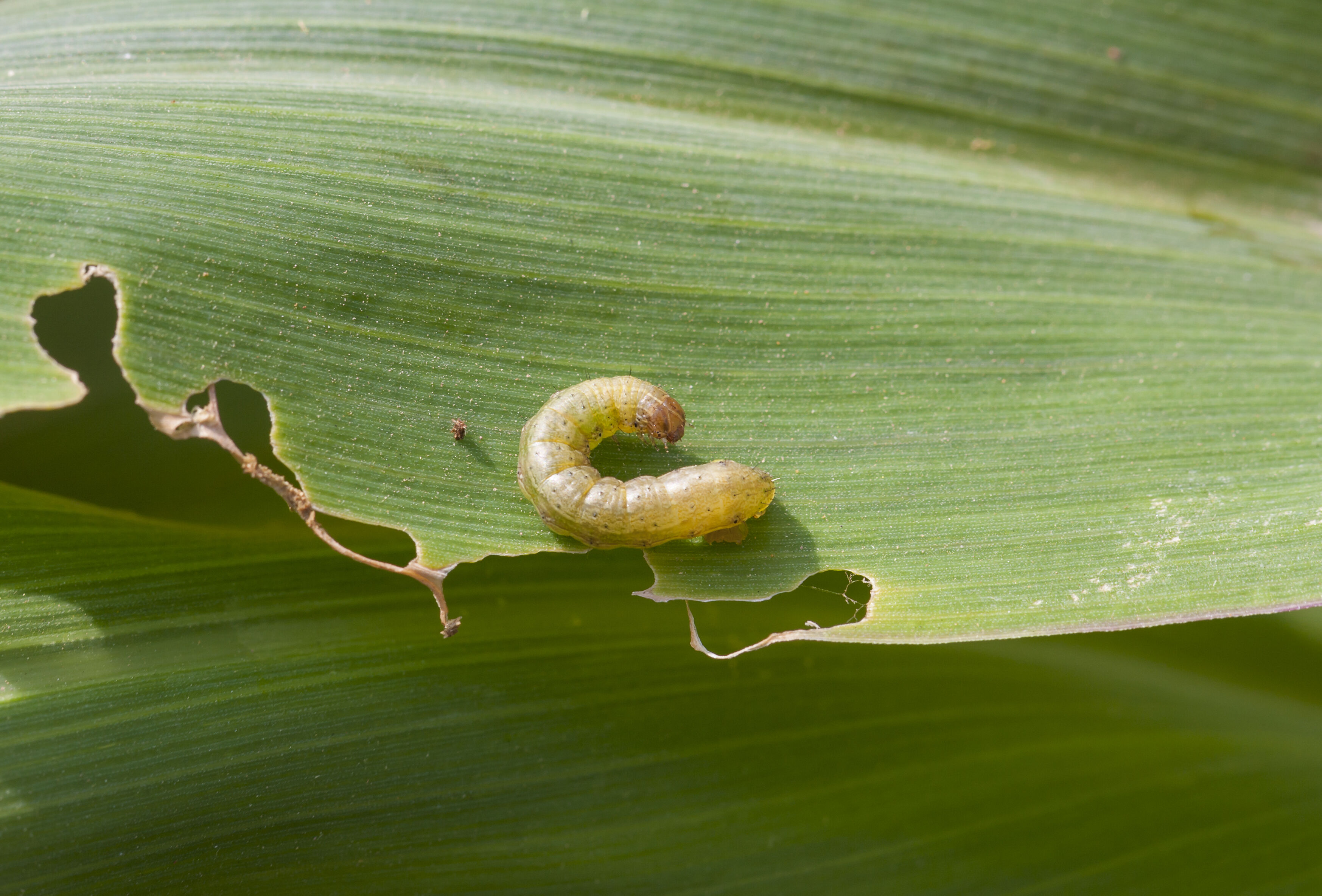 Fall armyworm - Biocontrol, Damage and Life Cycle