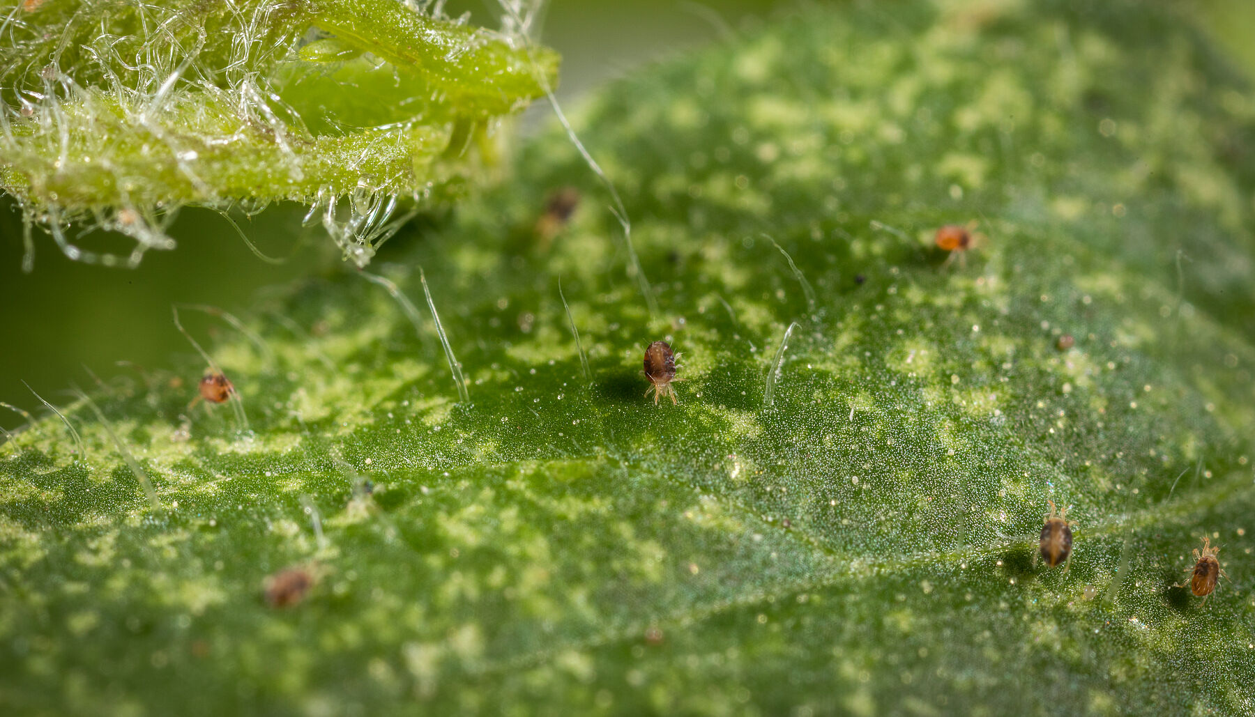Spider Mite Control: The Essential Guide | Koppert US