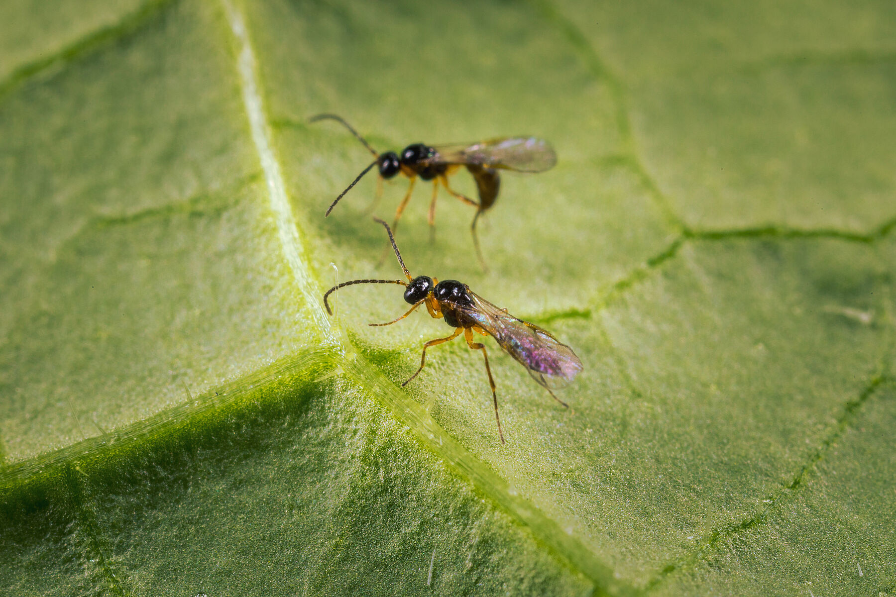 Aphidius colemani (Parasitic Wasp): Biological Control of Aphids
