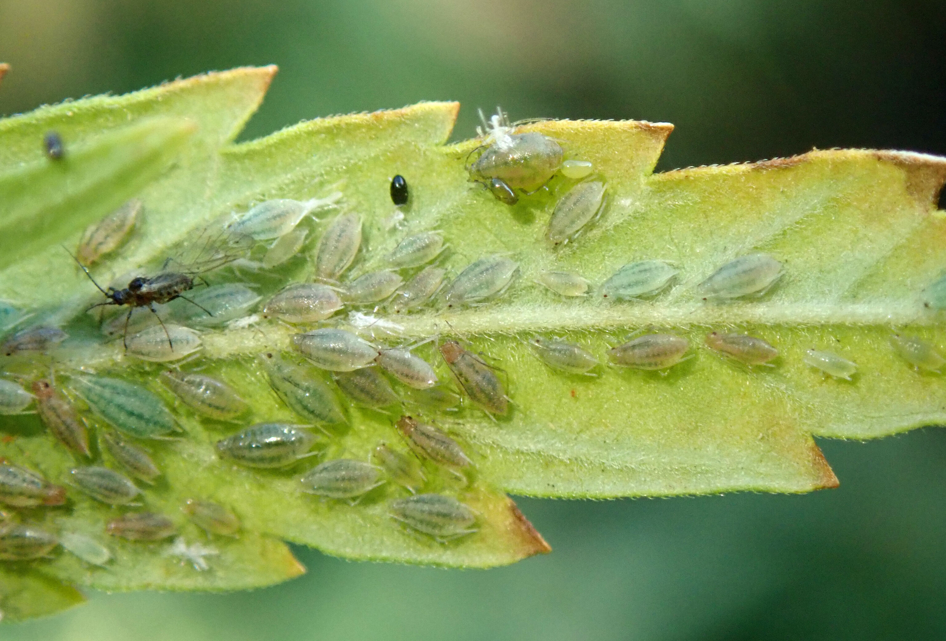 Cannabis aphid - Biocontrol, Damage and Life Cycle