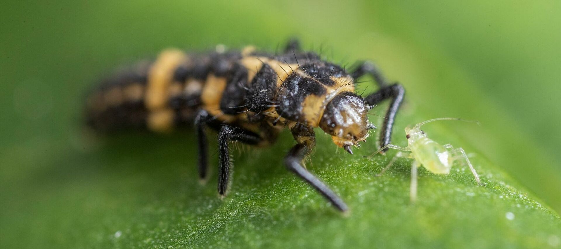 Biological Crop Protection for Agriculture