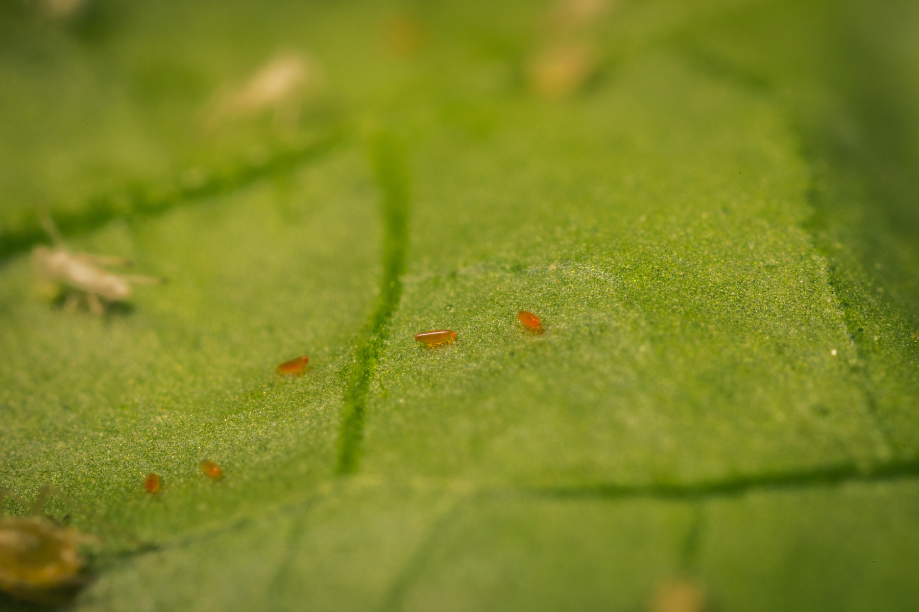 Aphidoletes aphidimyza - Predatory Gall Midge for Aphid Control