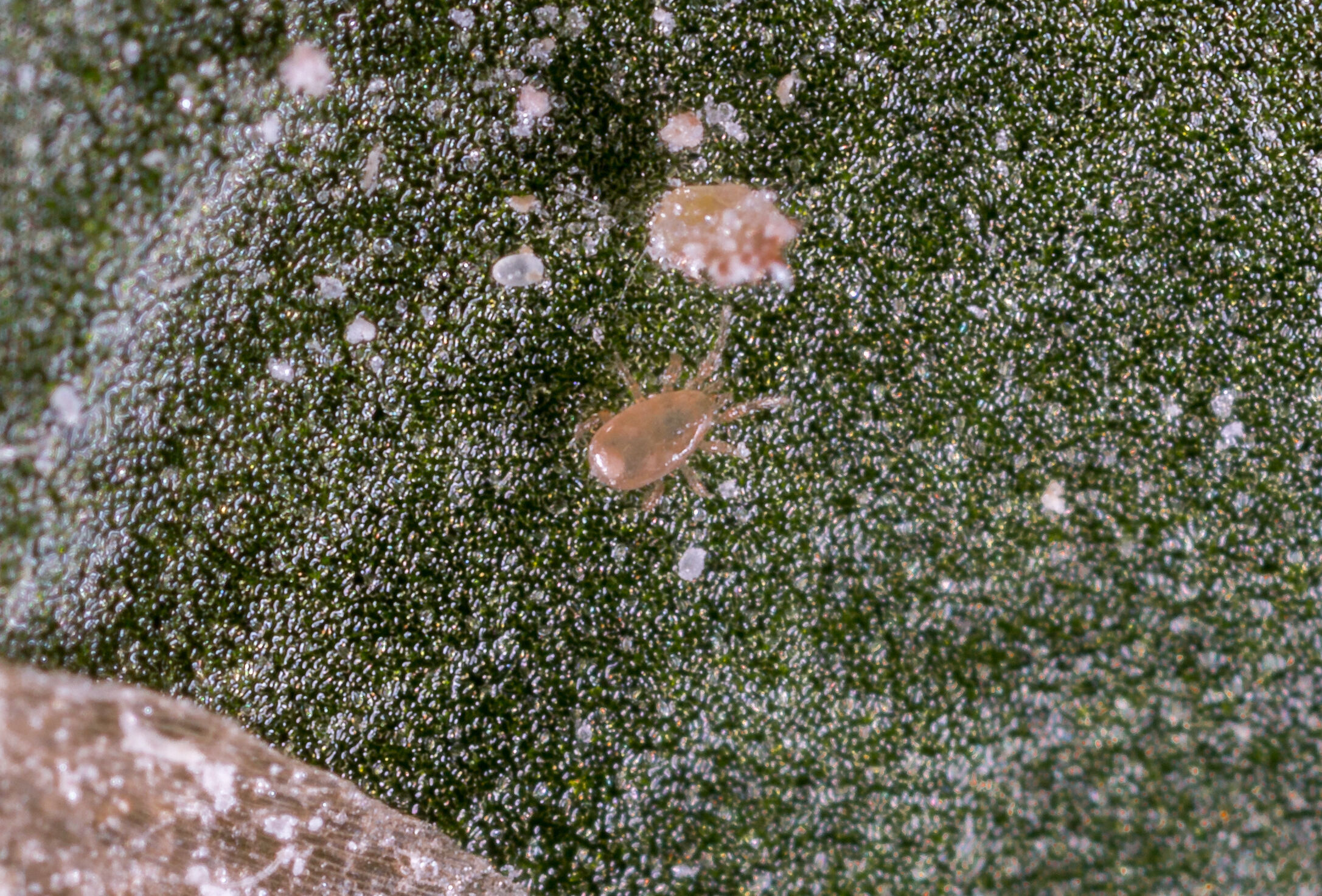 Thripex-Plus | Thrips Control | Predatory Mites (Neoseiulus cucumeris)