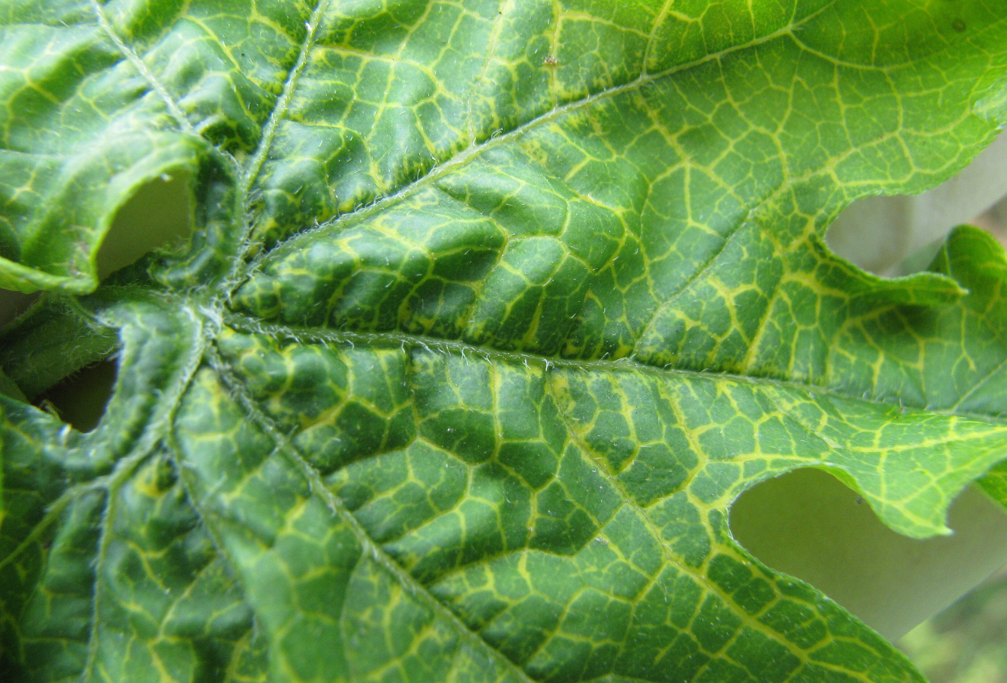 Ten facts about Fusarium | Koppert US