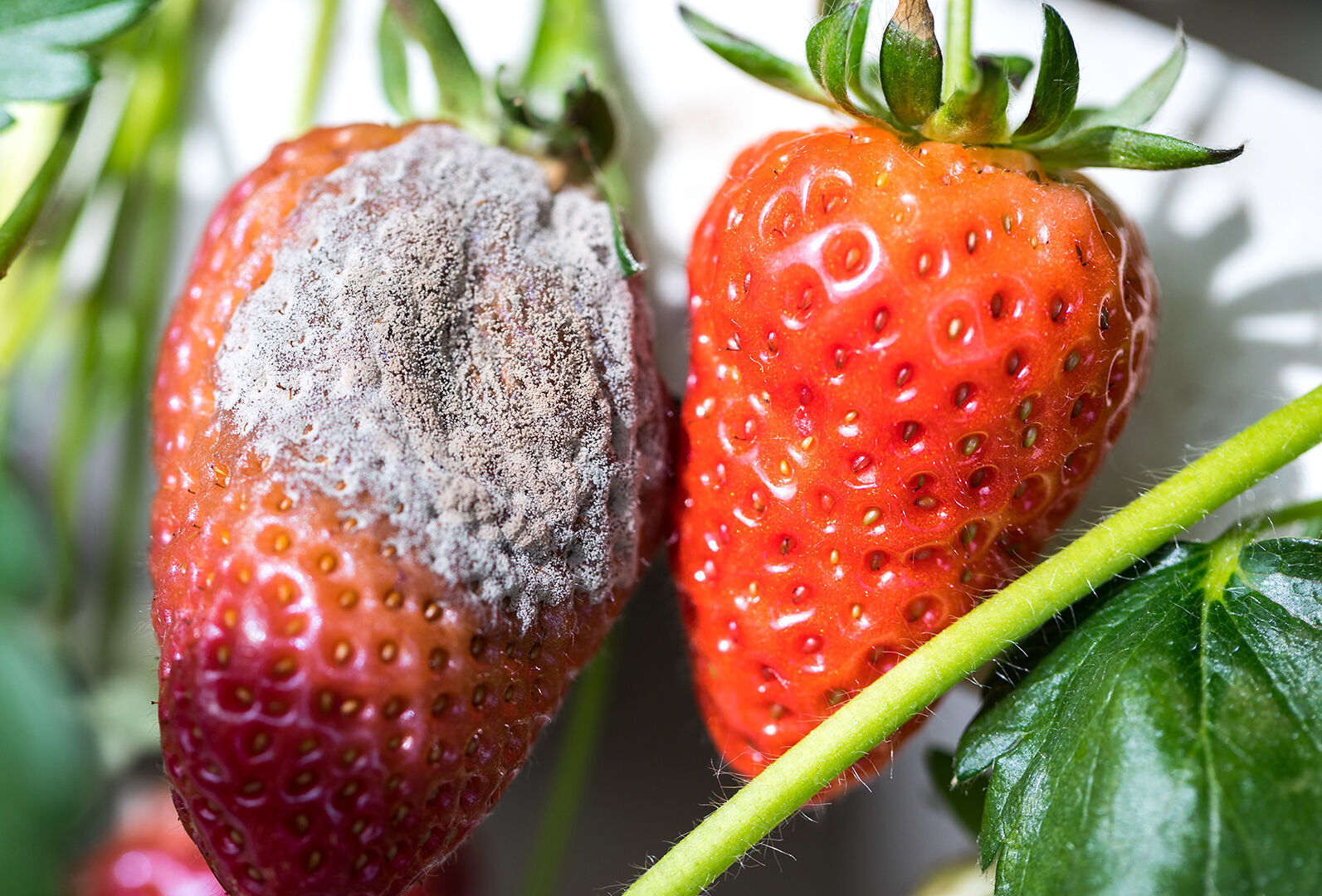 Botrytis: ten must-knows | Koppert US