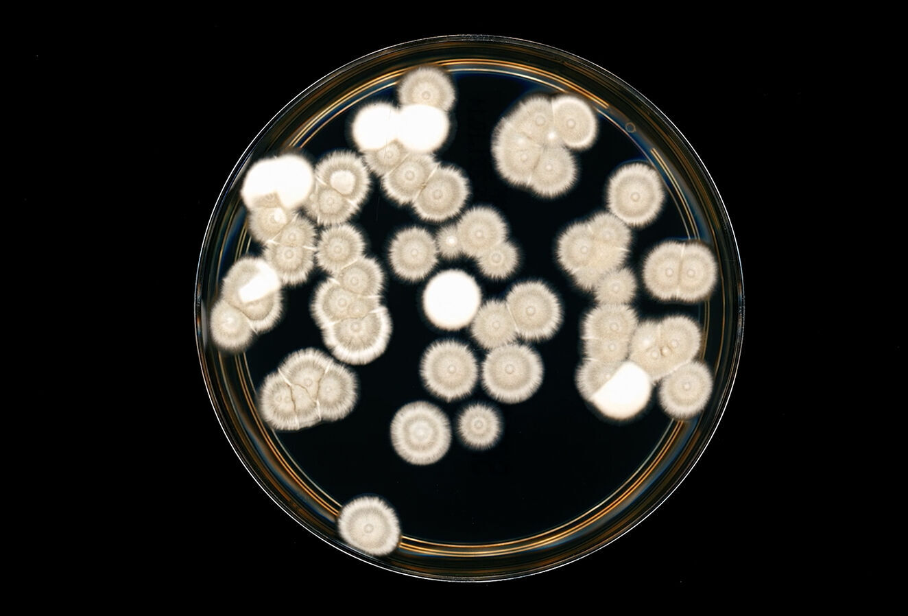 Big impact starts small | Koppert US