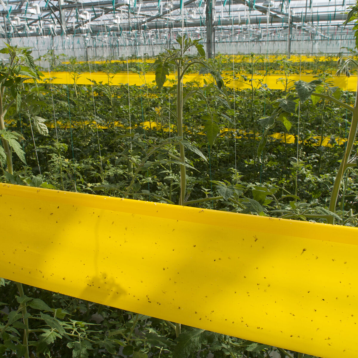 Horiver Rollertrap | Trap Whitefly, Thrips, Leaf Miner and Fungus Gnat ...