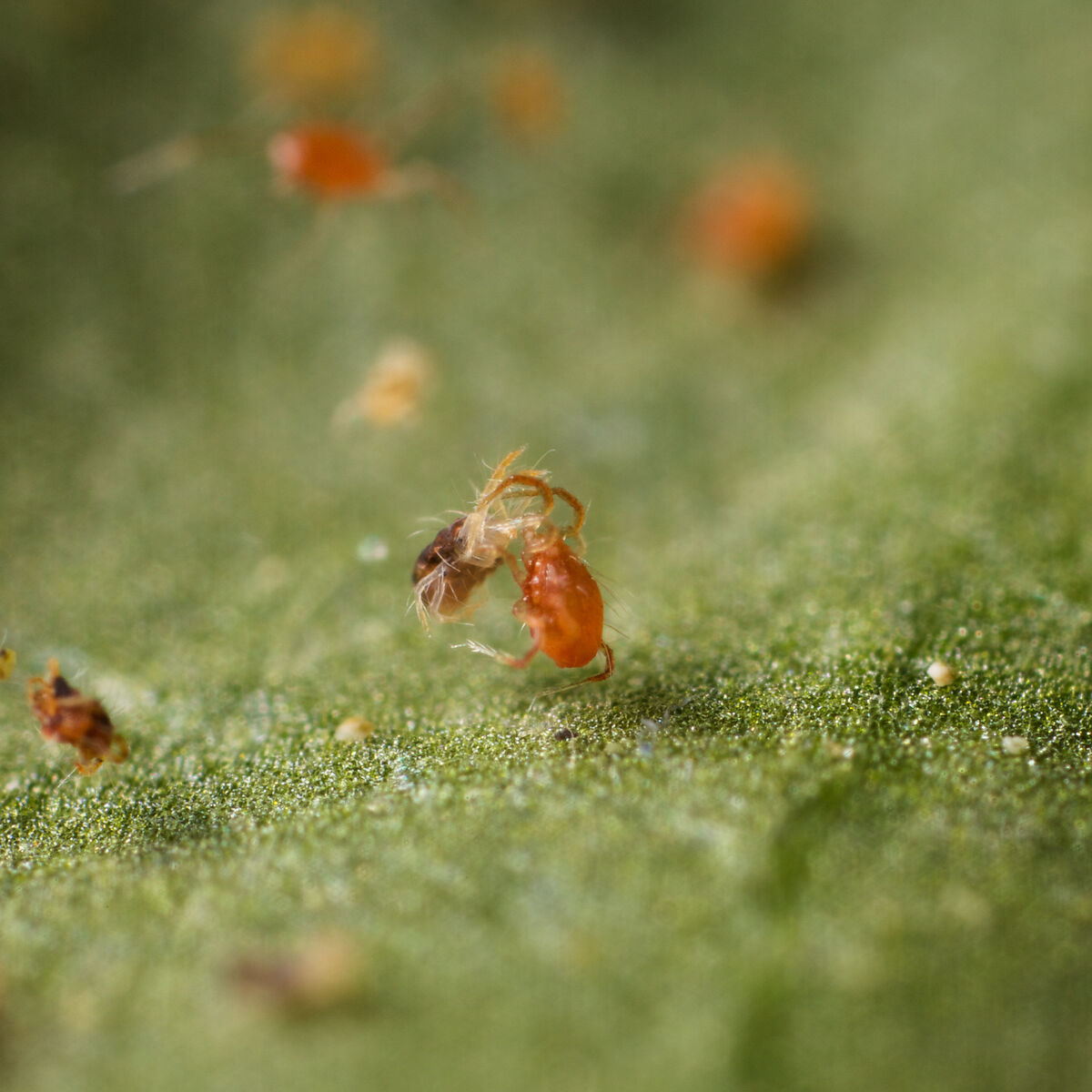 Spidex | Spider Mite Control | Predatory Mites (Phytoseiulus persimilis)
