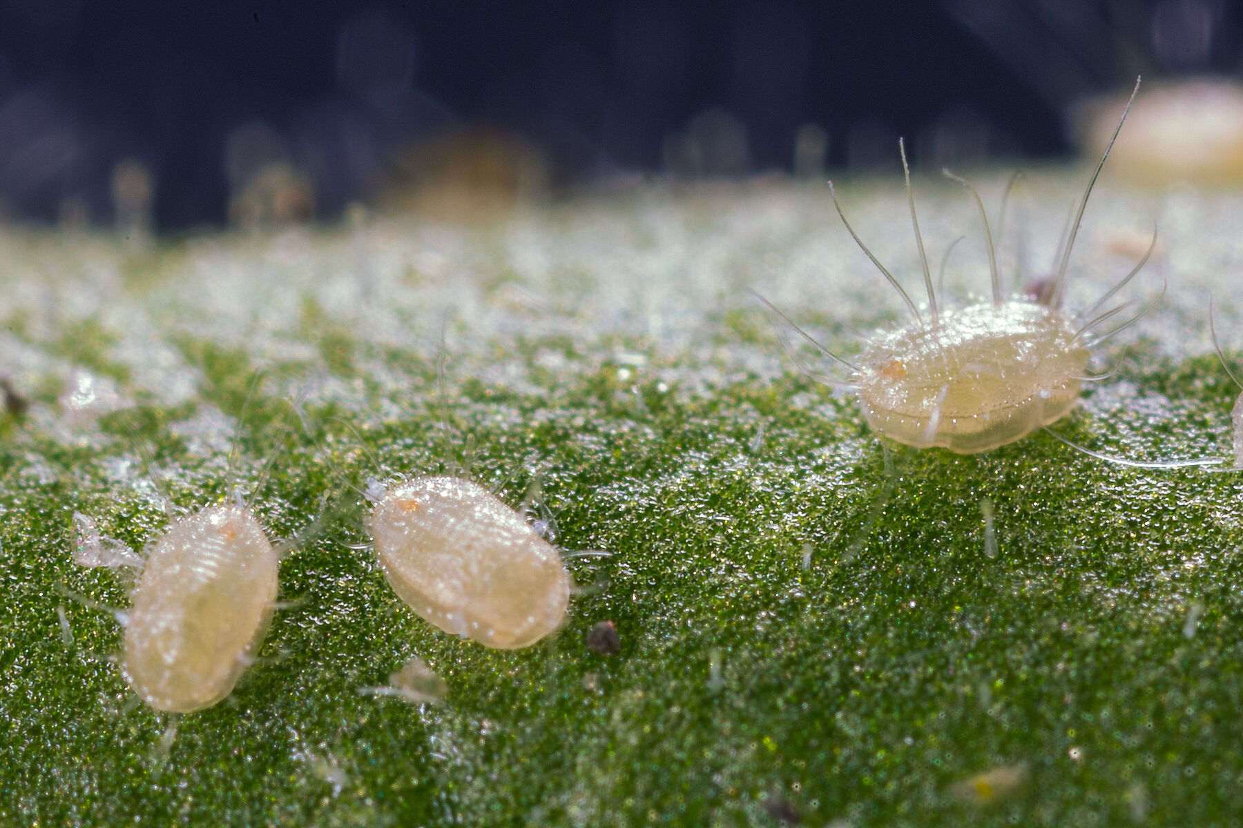 Eretmocerus eremicus (Parasitic Wasp): Biological Control of Whitefly