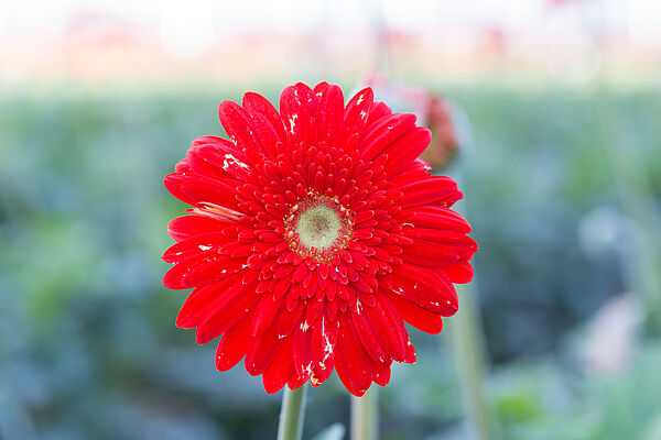 western flower thrip