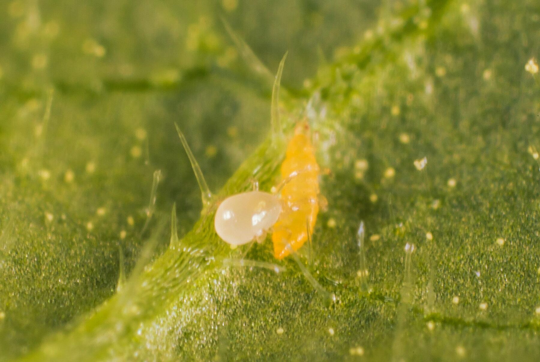 Effective thrips control with predatory mites | Koppert US