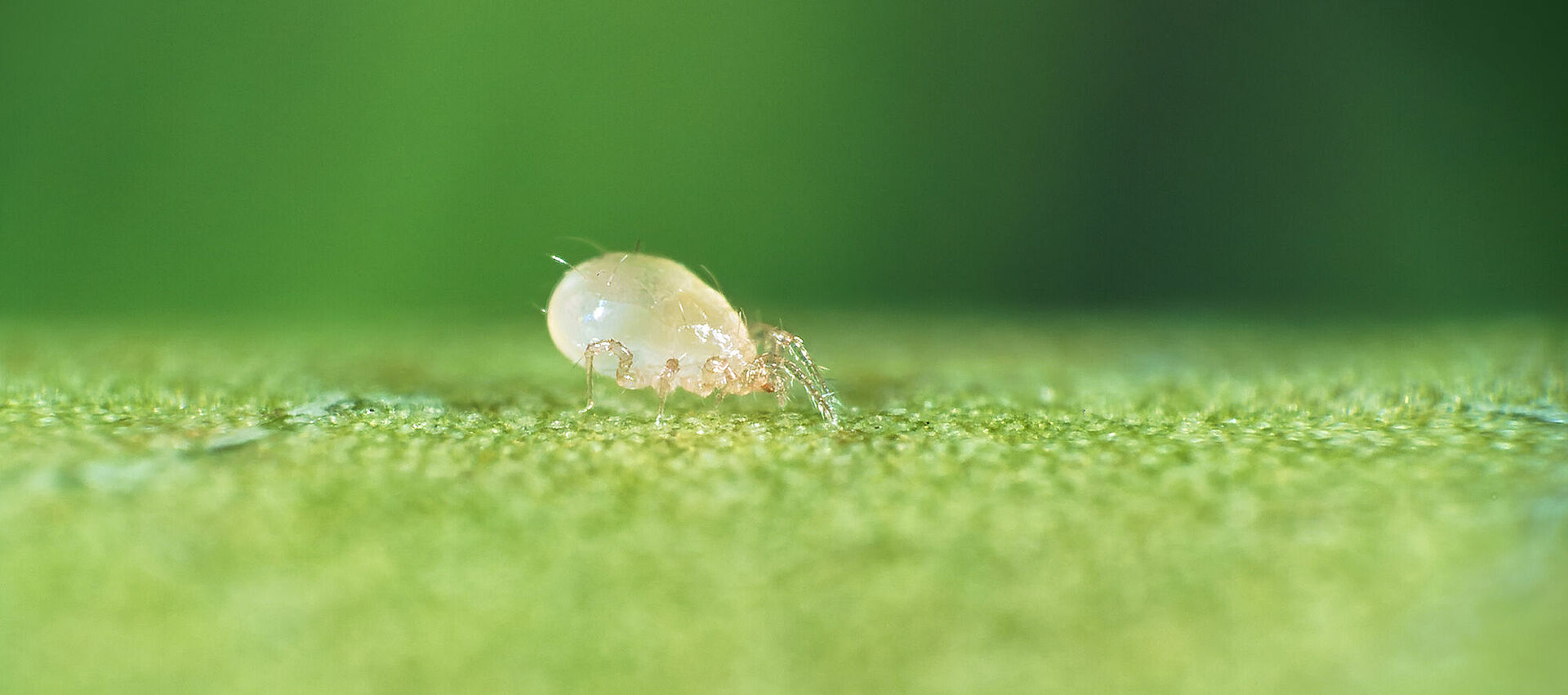 Predatory Mites for Pest Control