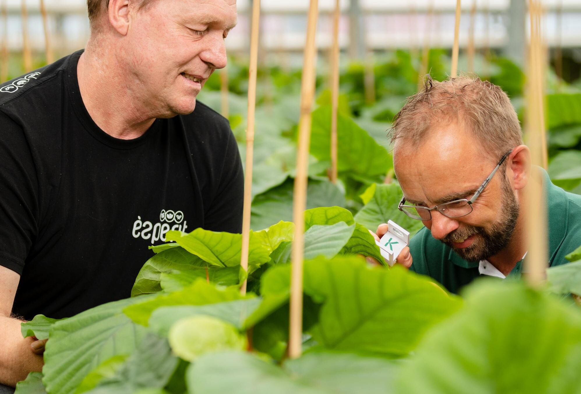 Crop Monitoring and Scouting | Koppert US