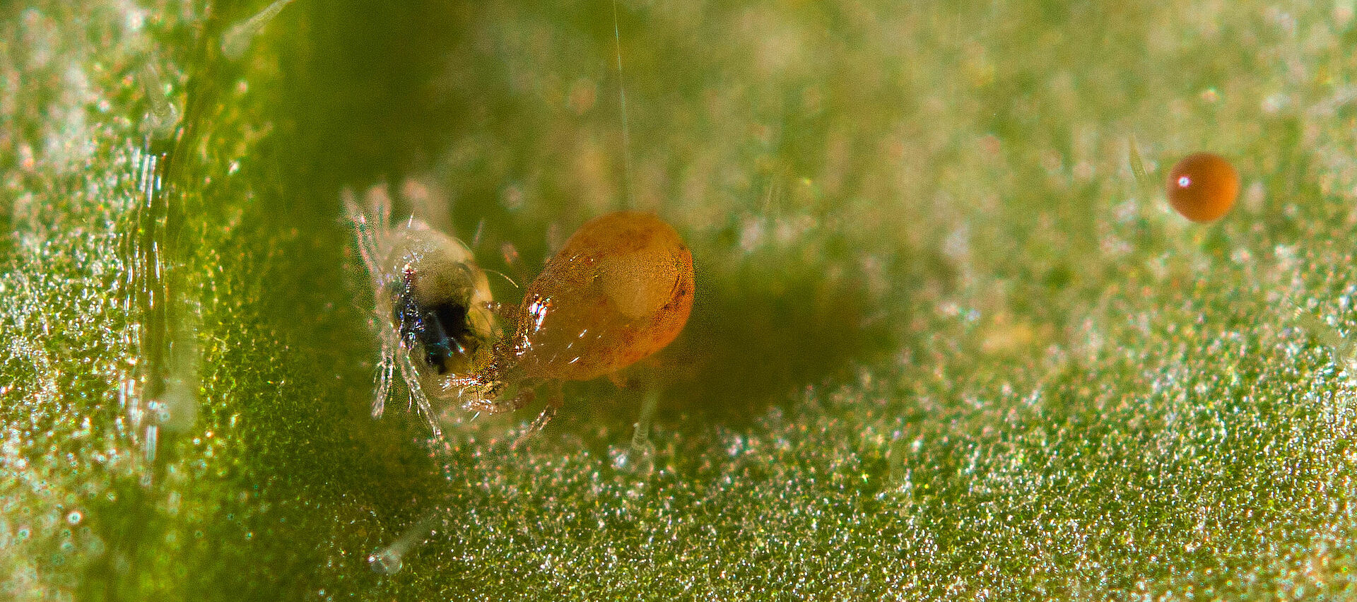 Effective spider mite control with predatory mites | Koppert US