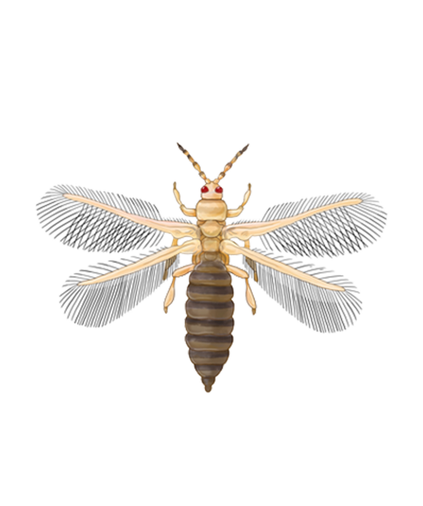 thysanoptera insects