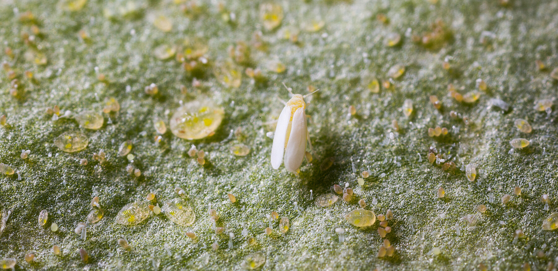 A step-by-step guide to whitefly control | Koppert US