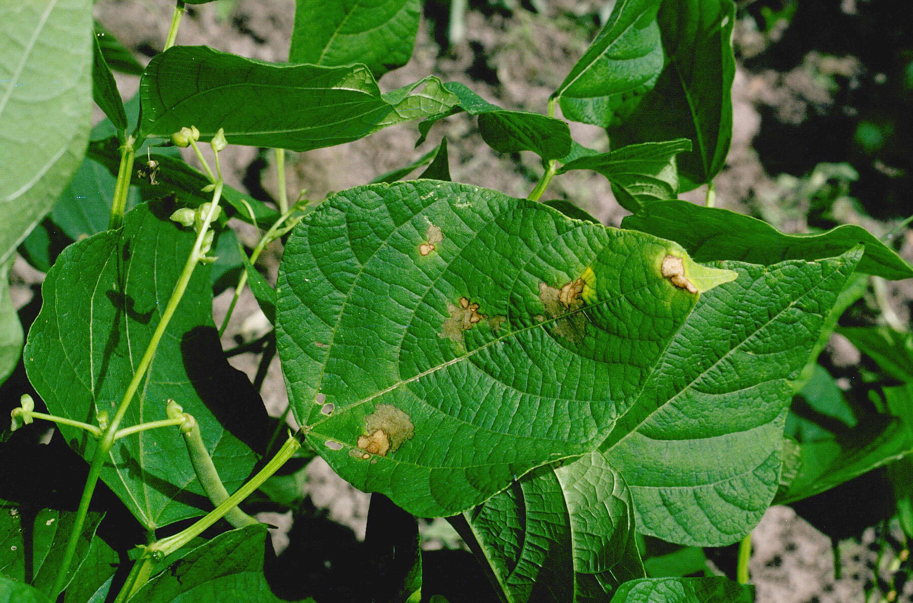 Thanatephorus cucumeris - Prevention, Control and Damage