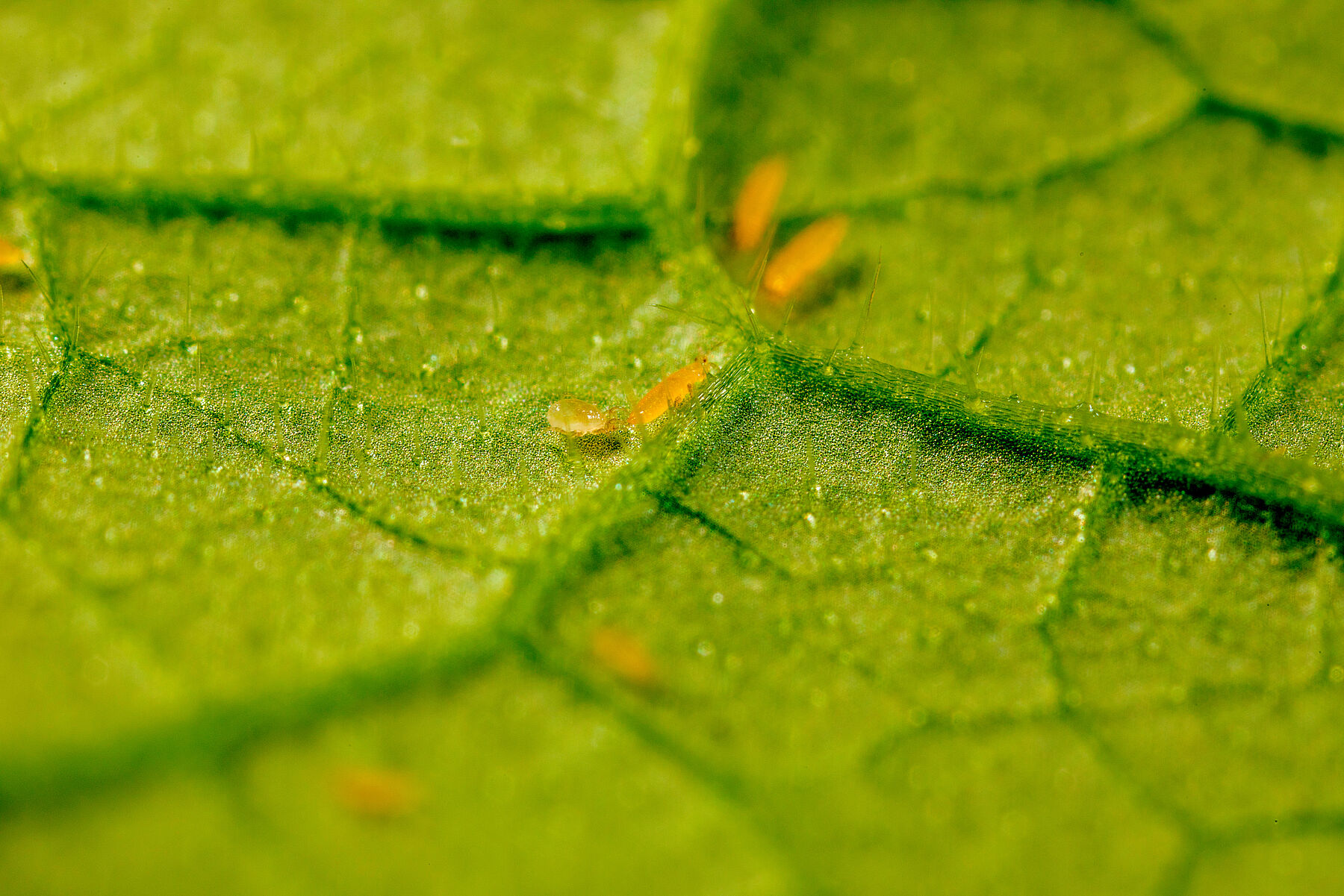 Effective thrips control with predatory mites | Koppert US