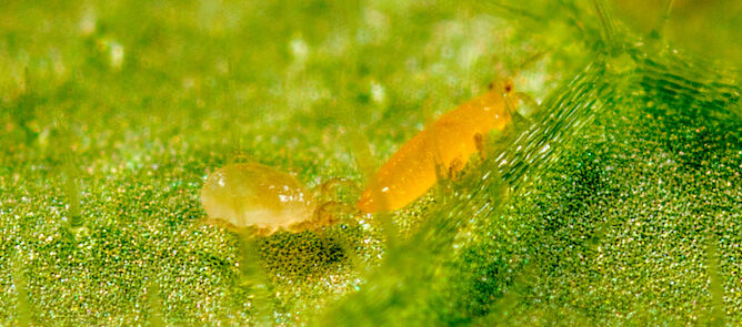 Effective thrips control with predatory mites | Koppert US