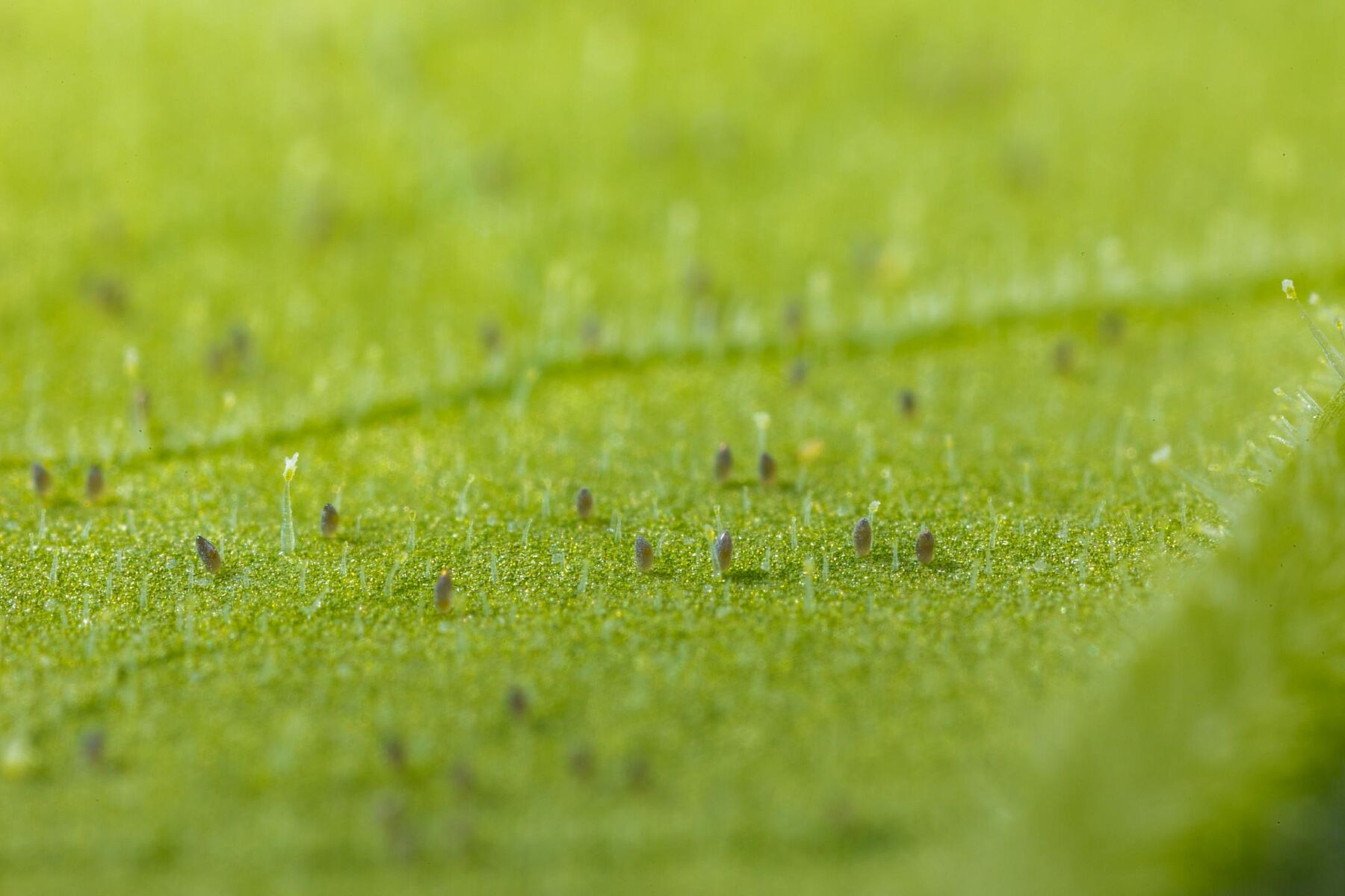 A step-by-step guide to whitefly control | Koppert US