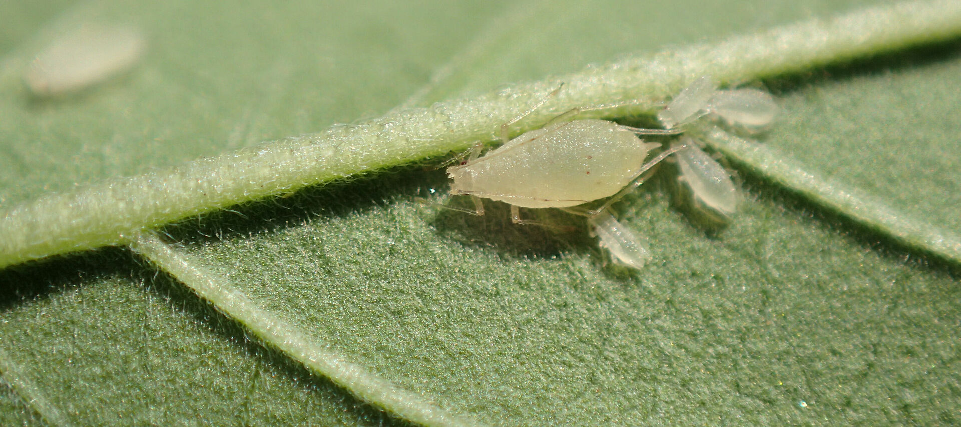 Cannabis aphid - Biocontrol, Damage and Life Cycle