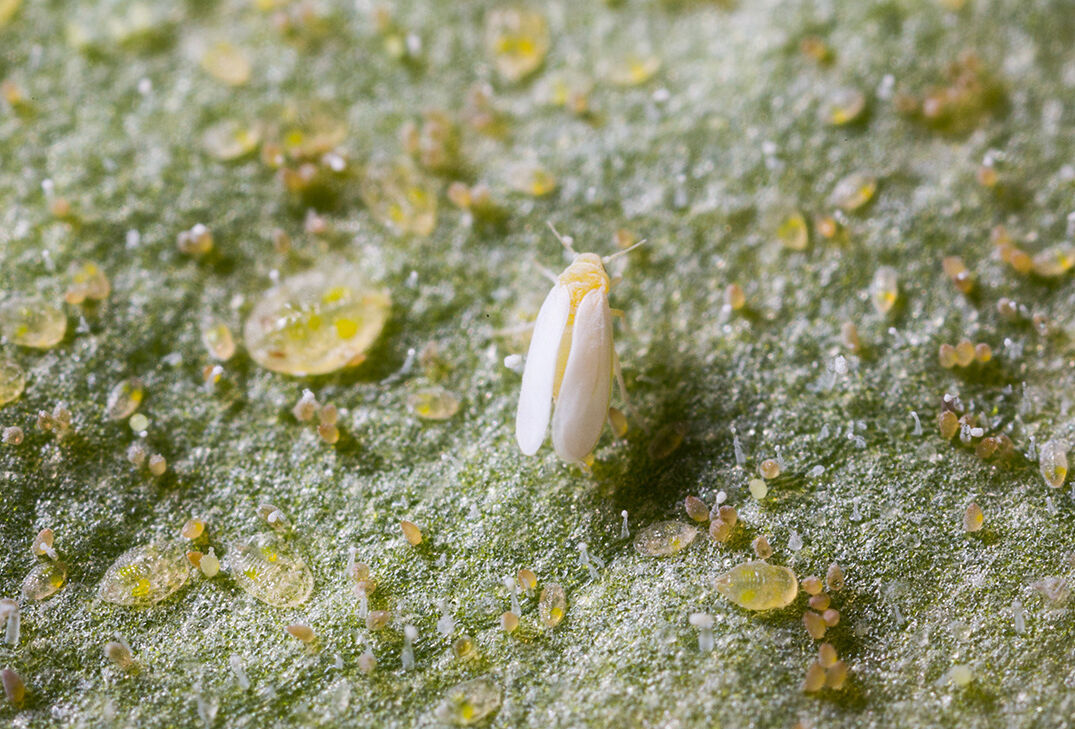 Whitefly – small pest, big problem | Koppert US