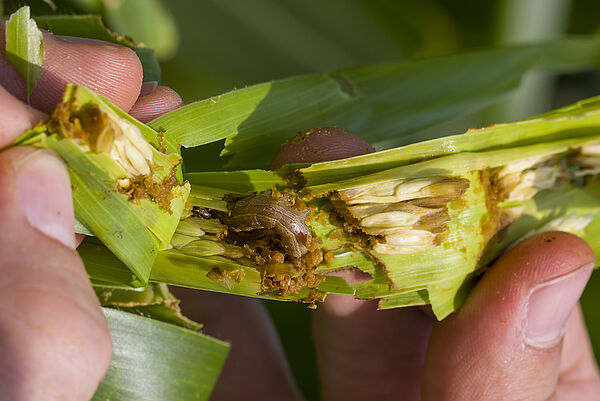 fall armyworm diet