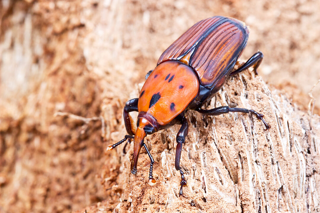 weevil beetle
