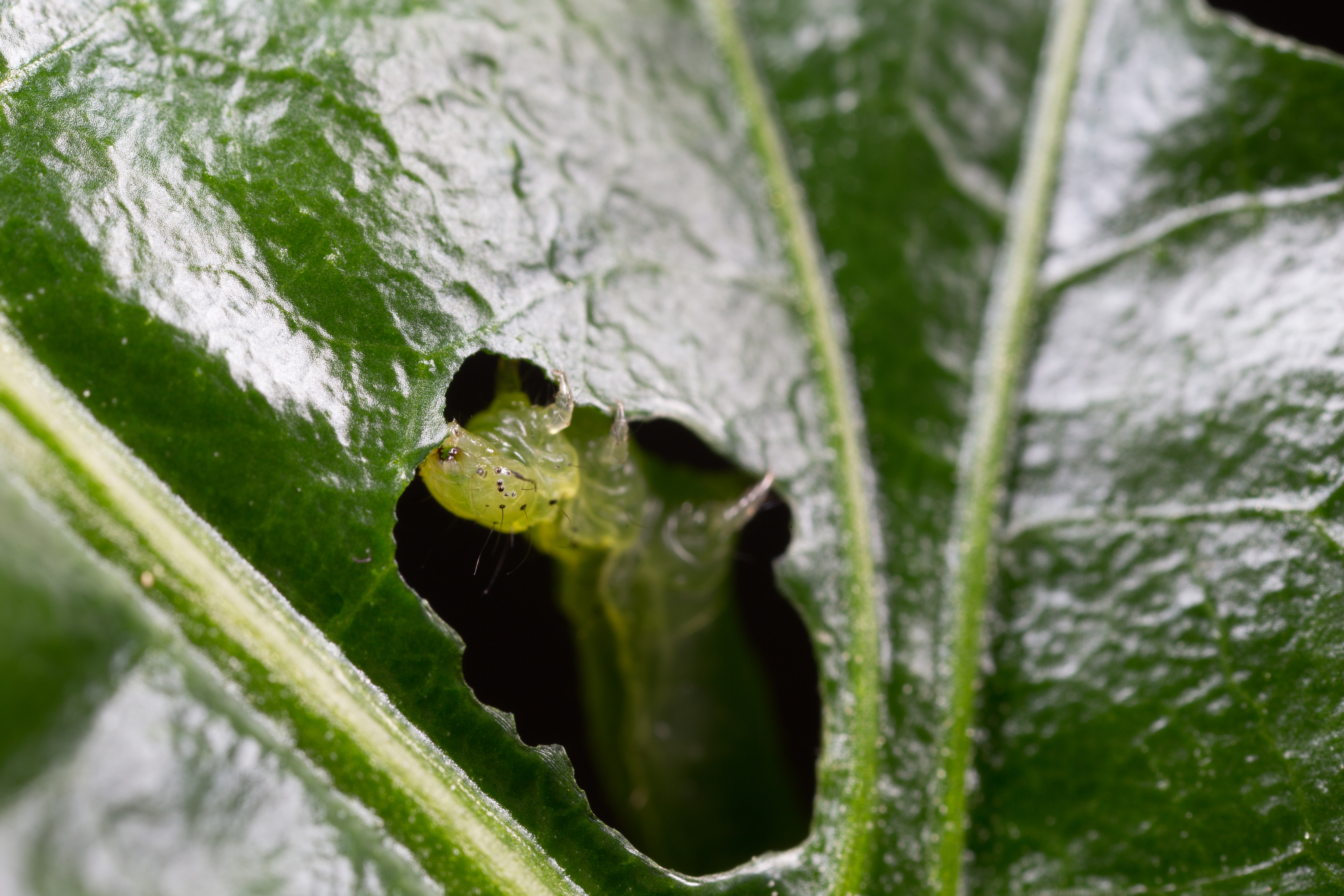 Tomato looper - Biocontrol, Damage and Life Cycle