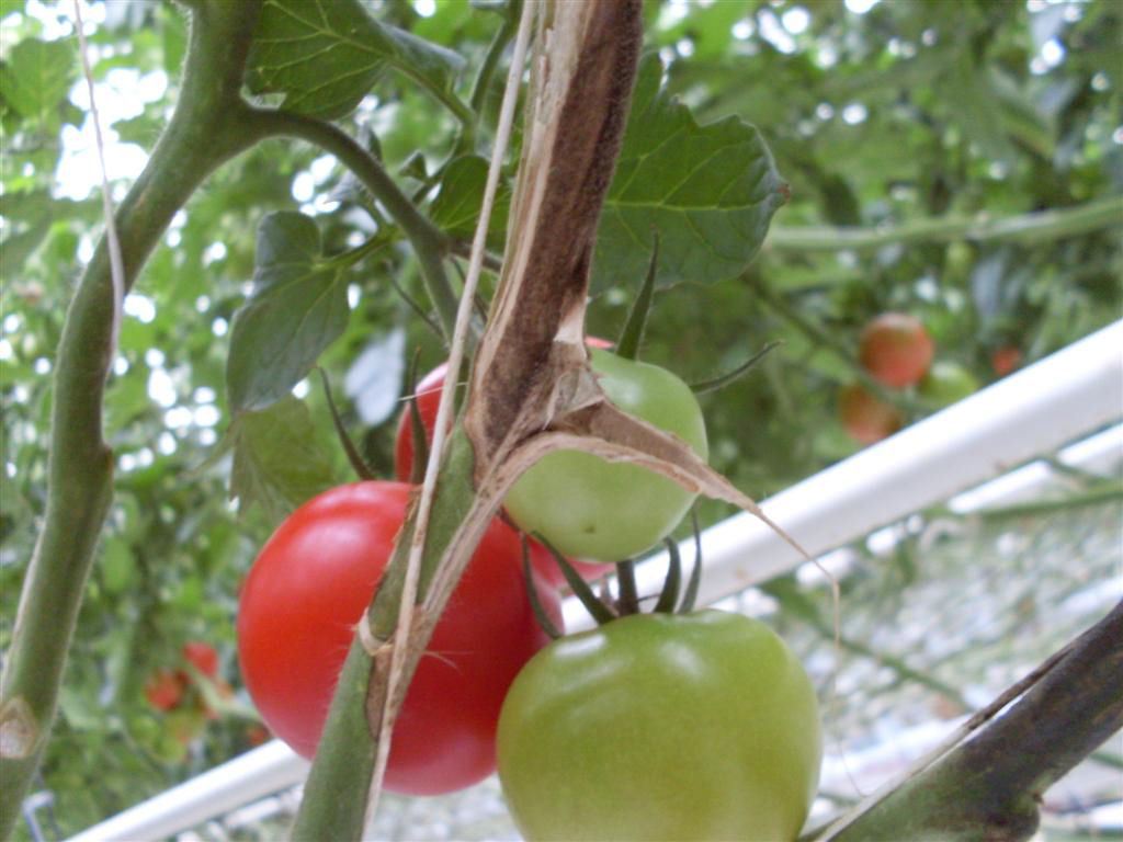 Grey mould - Prevention, Control and Damage